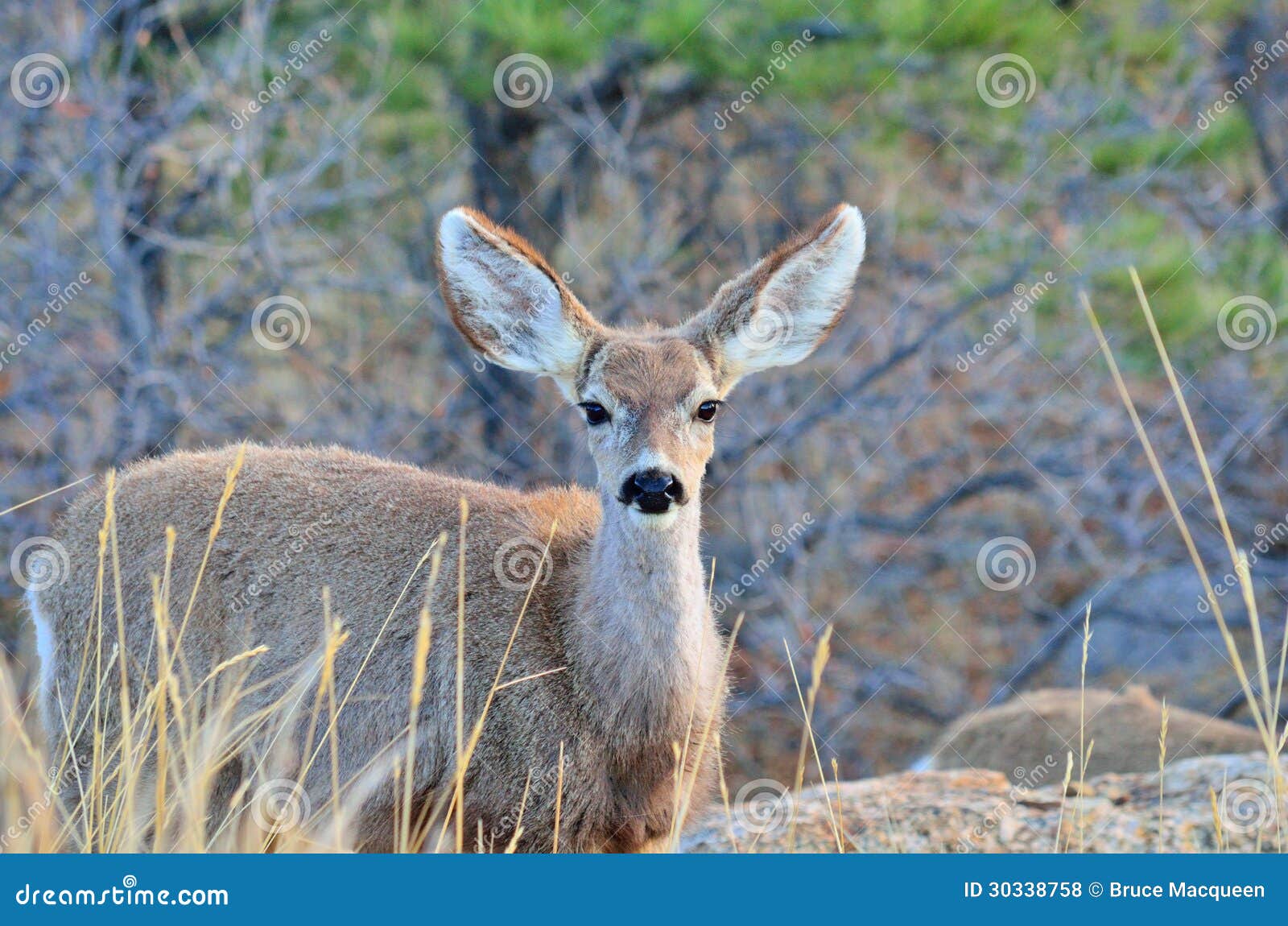 Mule Deer Yearling stock photo. Image of rocky, wilderness - 30338758