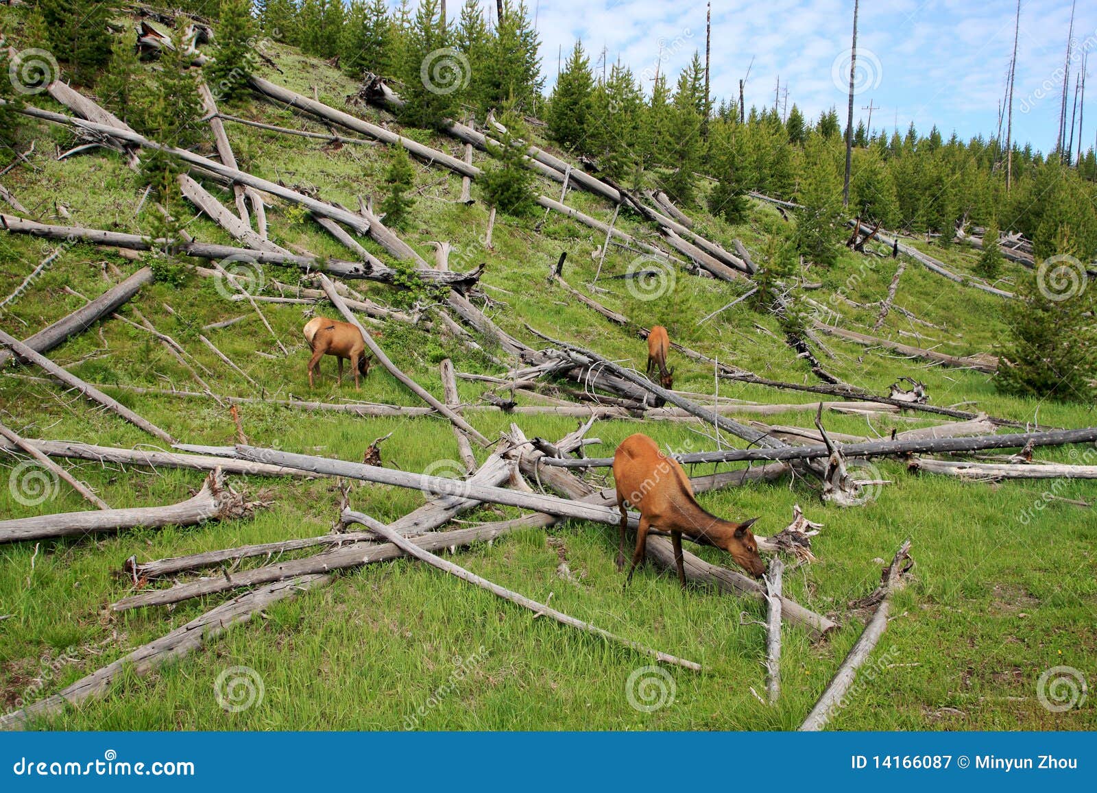 Mule Deer,Yellowstone National Park Stock Image - Image of group, park ...