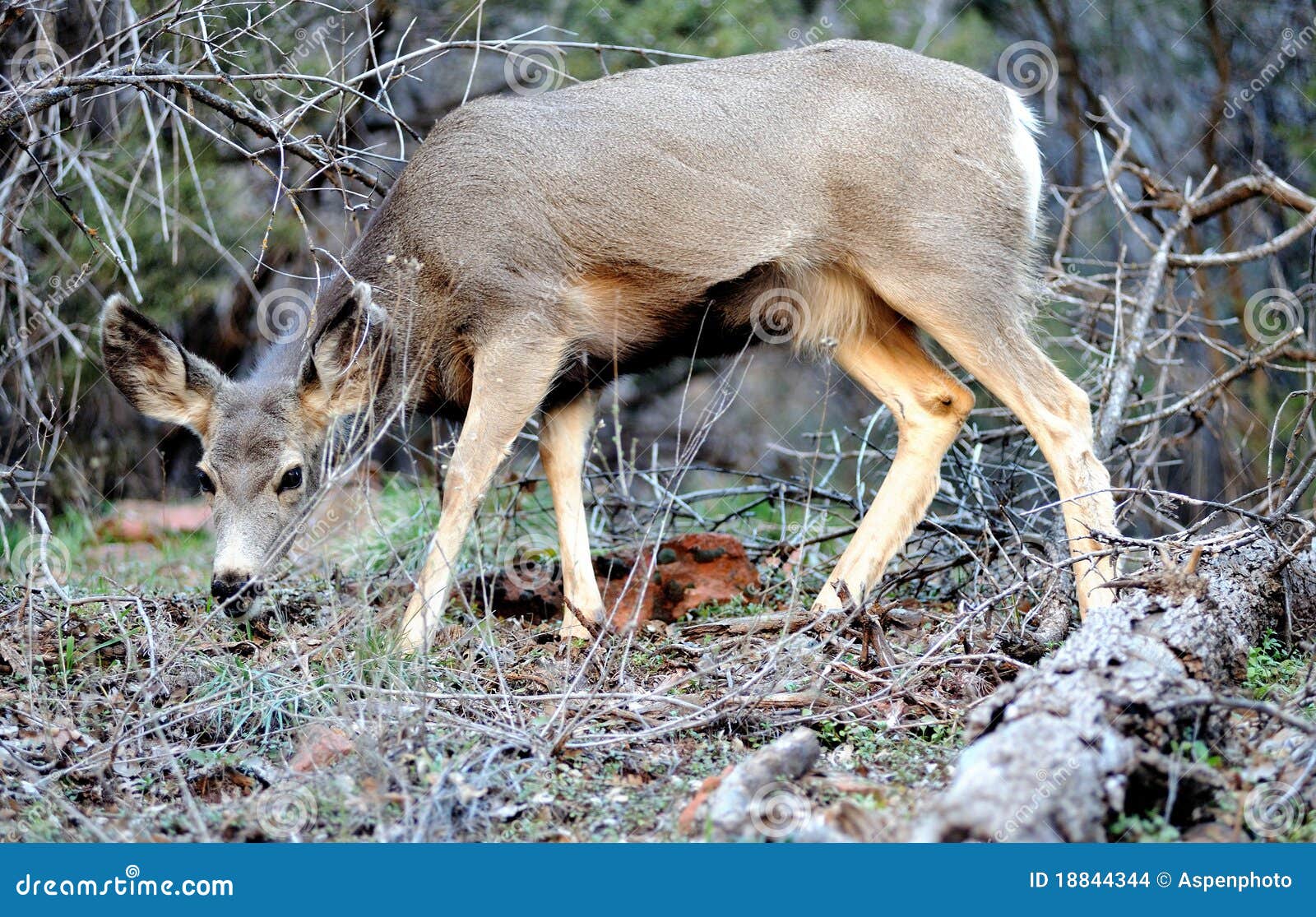 Mule Deer - Zion National Park Stock Photo - Image of fuzzy, forest ...