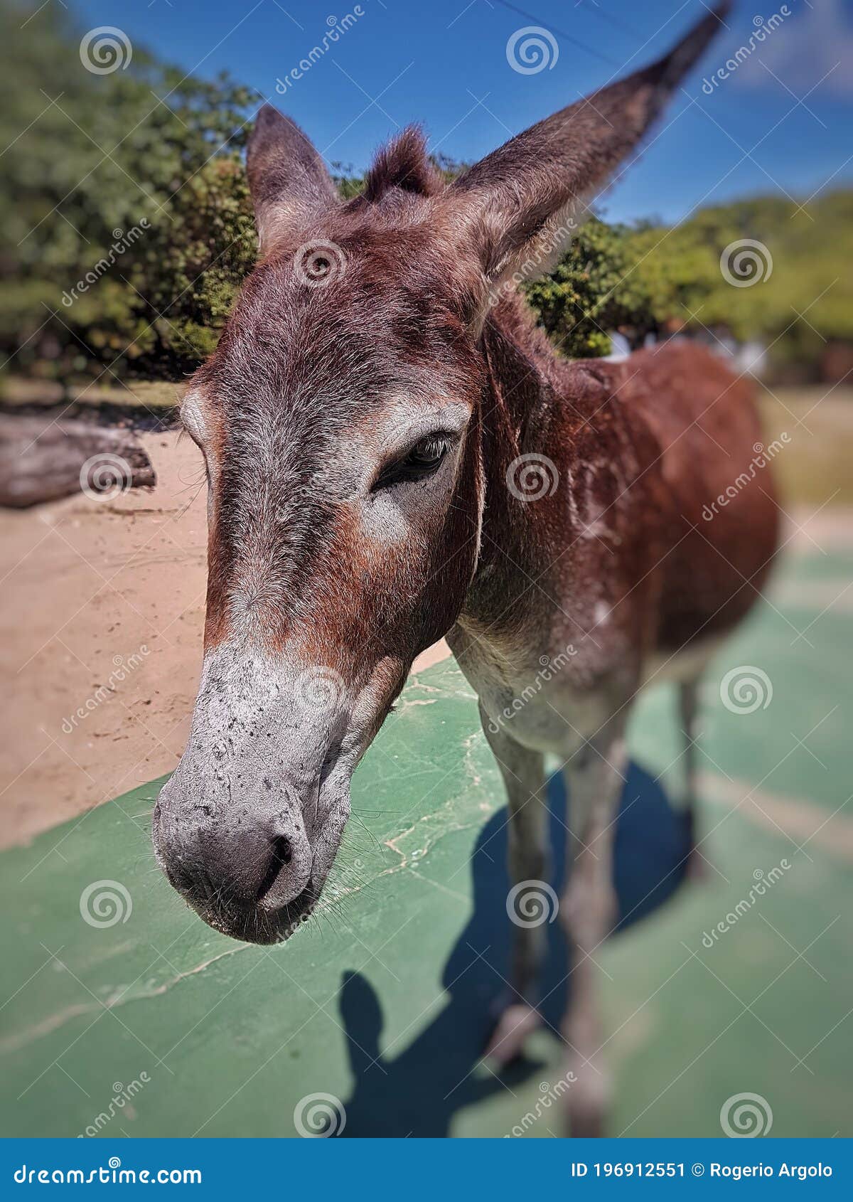 Jackass Mule Donkey Country Farming Agriculture Animal Enclosure Rural ...