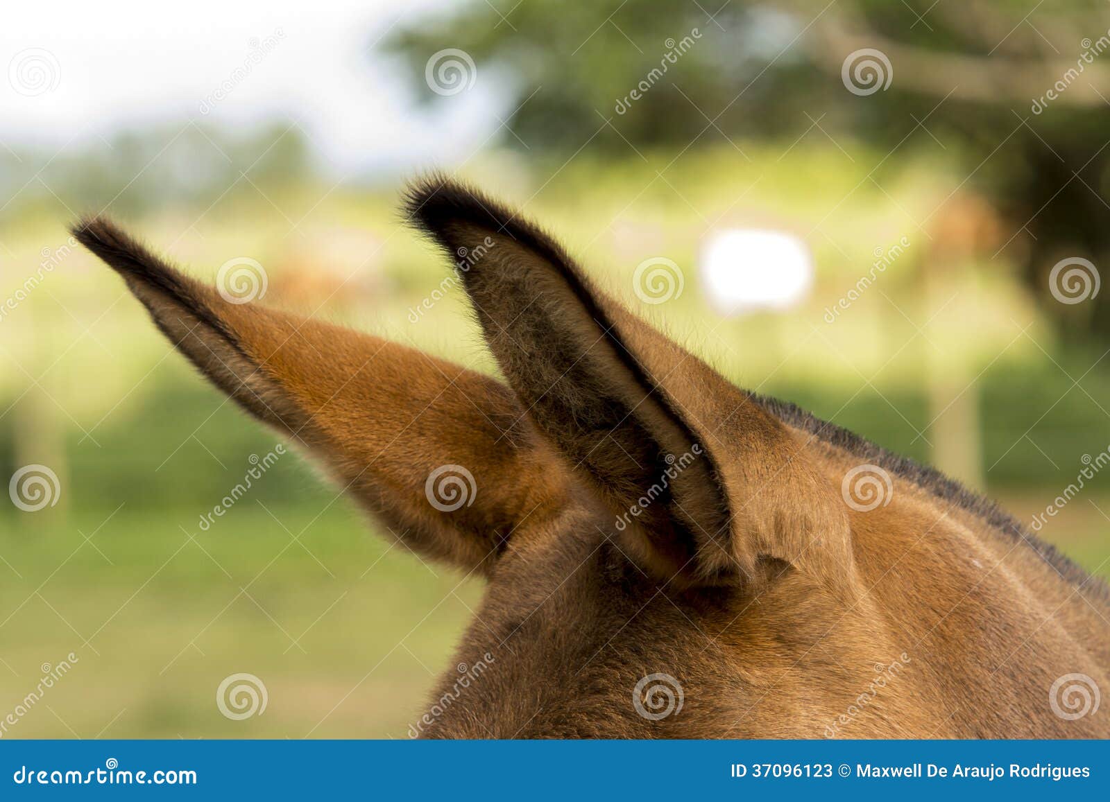 Mule stock image. Image of herbivore, field, long, burro - 37096123