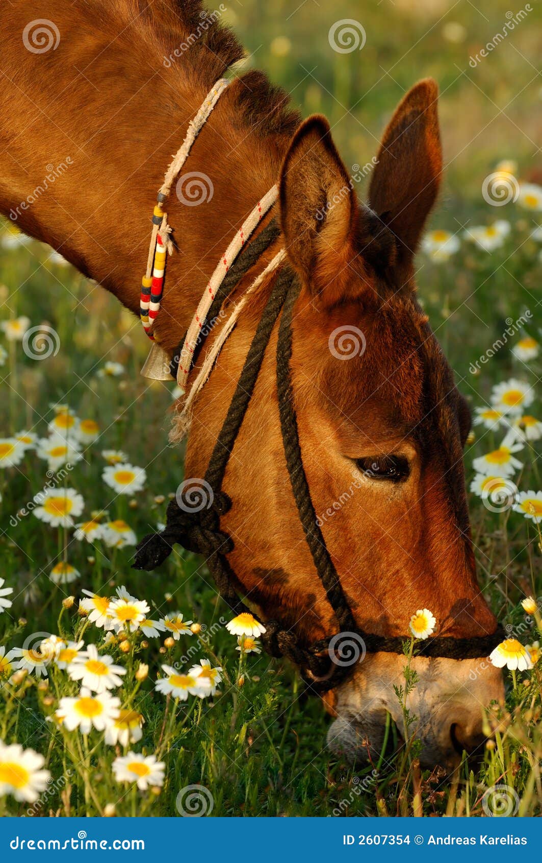 Mule eating stock photo. Image of natural, horse, head - 2607354