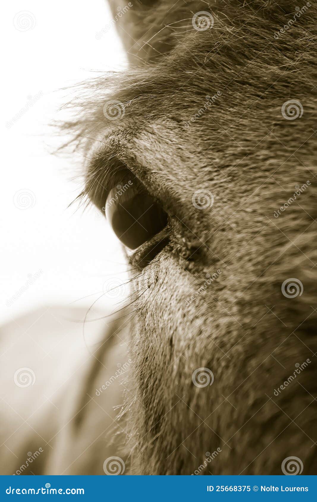 Mule eye stock image. Image of mare, western, close, farm - 25668375