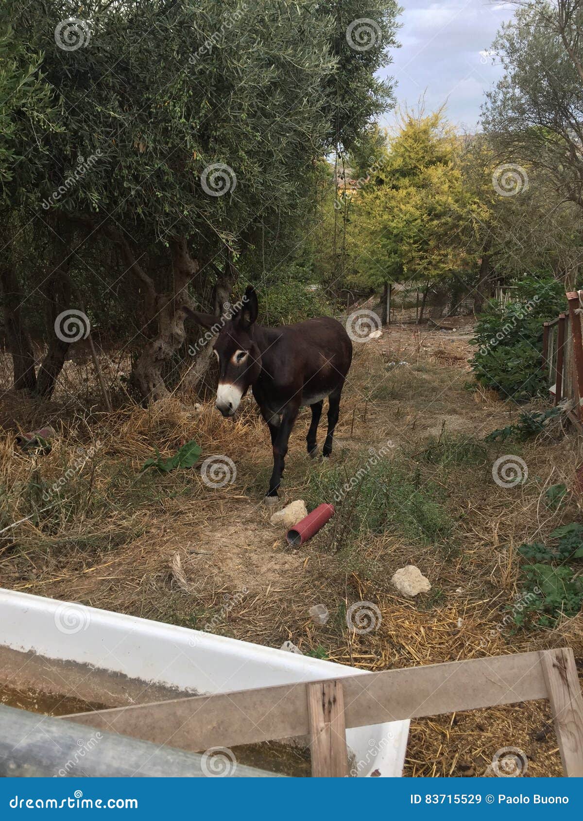 A Funny Mule Is Carrying Some Stuff In A Bazaar Of Fez Royalty-Free ...