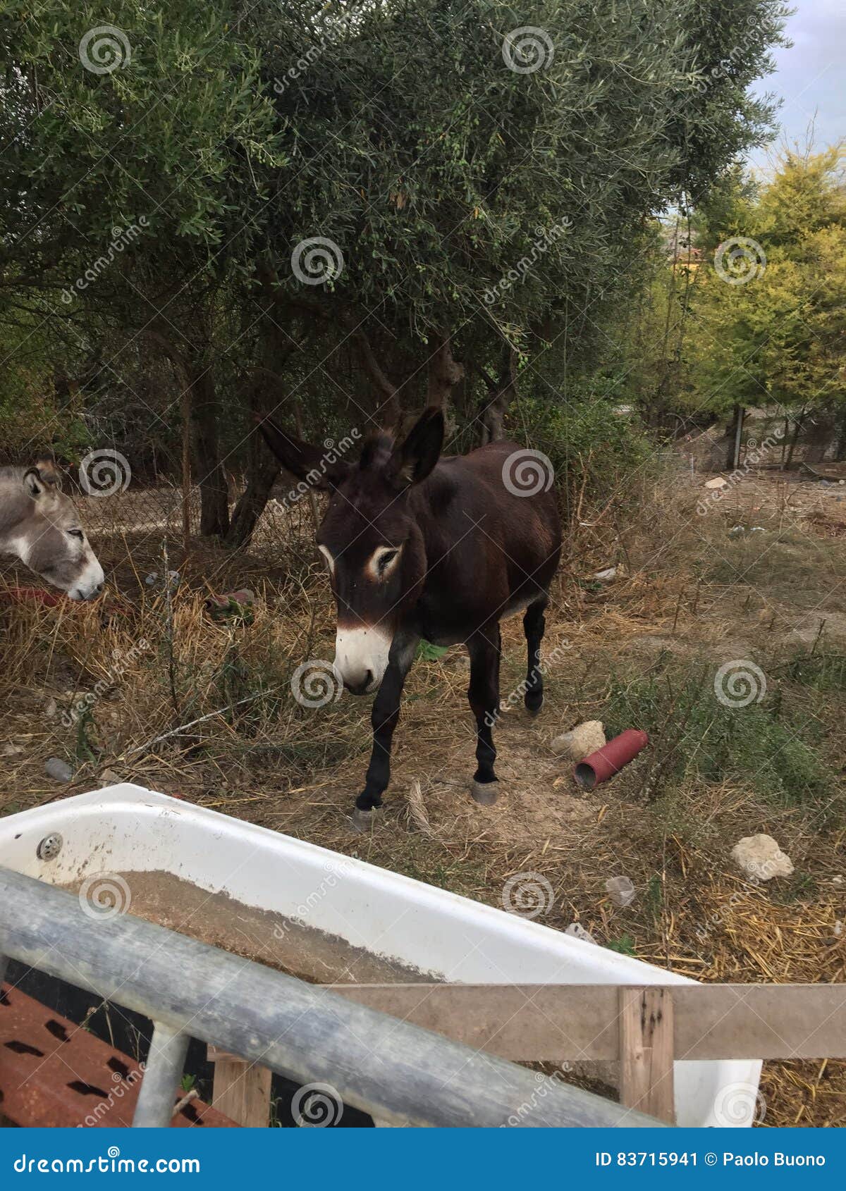 A Funny Mule Is Carrying Some Stuff In A Bazaar Of Fez Royalty-Free ...