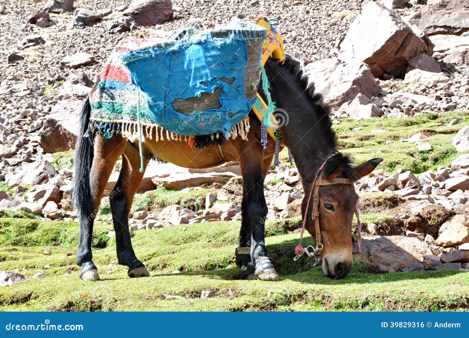 Mule grazing grass stock photo. Image of cargo, mountain - 39829316