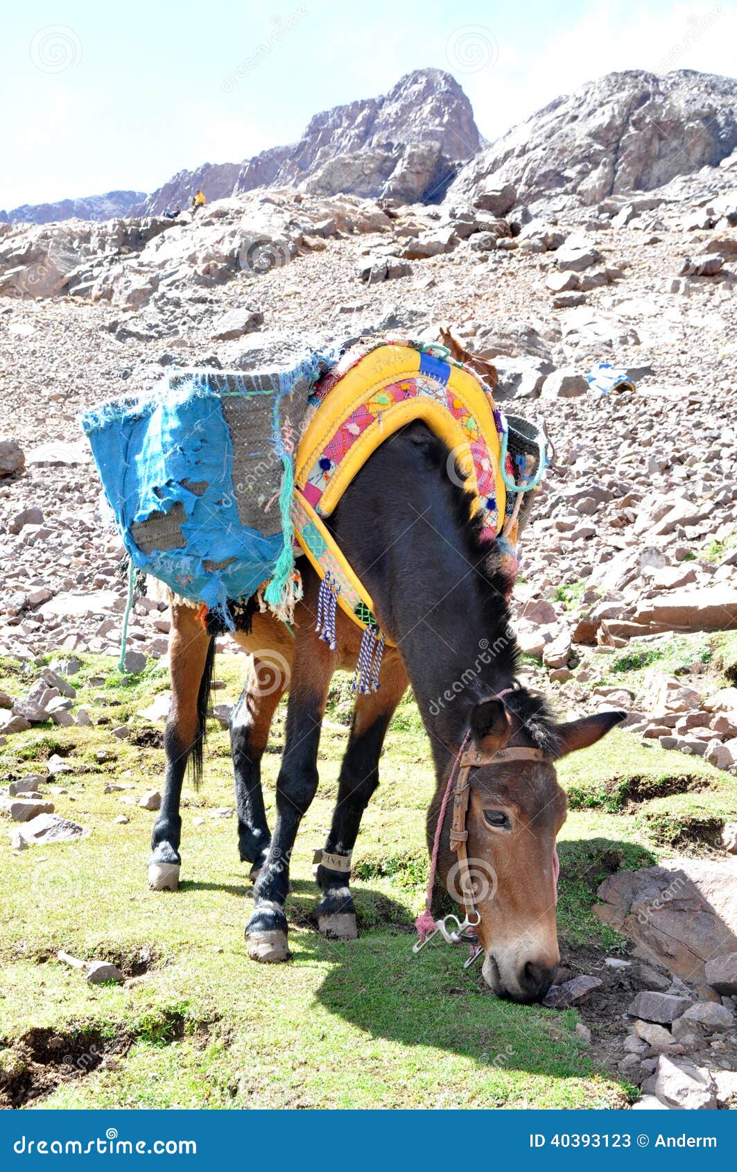 Mule grazing grass stock image. Image of high, travel - 40393123