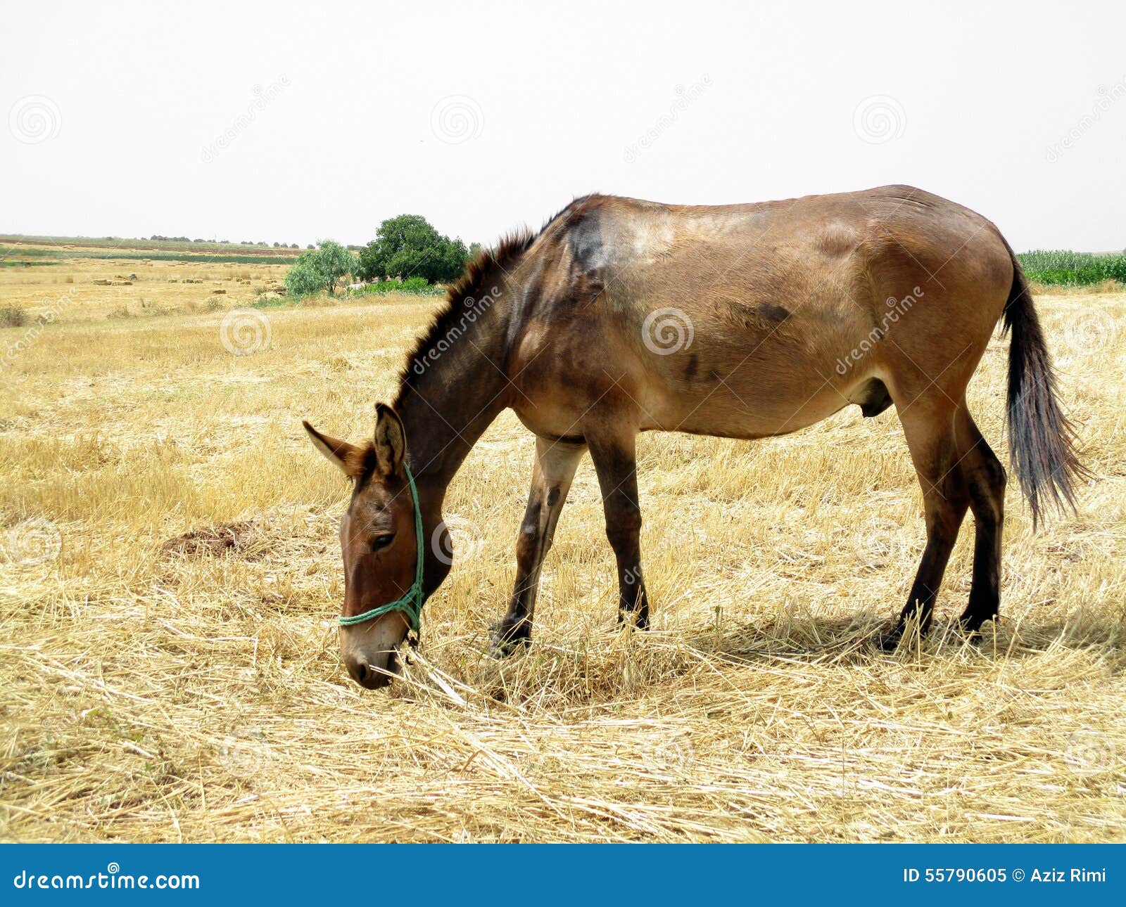 A Mule in a Harvested Field. Stock Image - Image of domestic, means ...