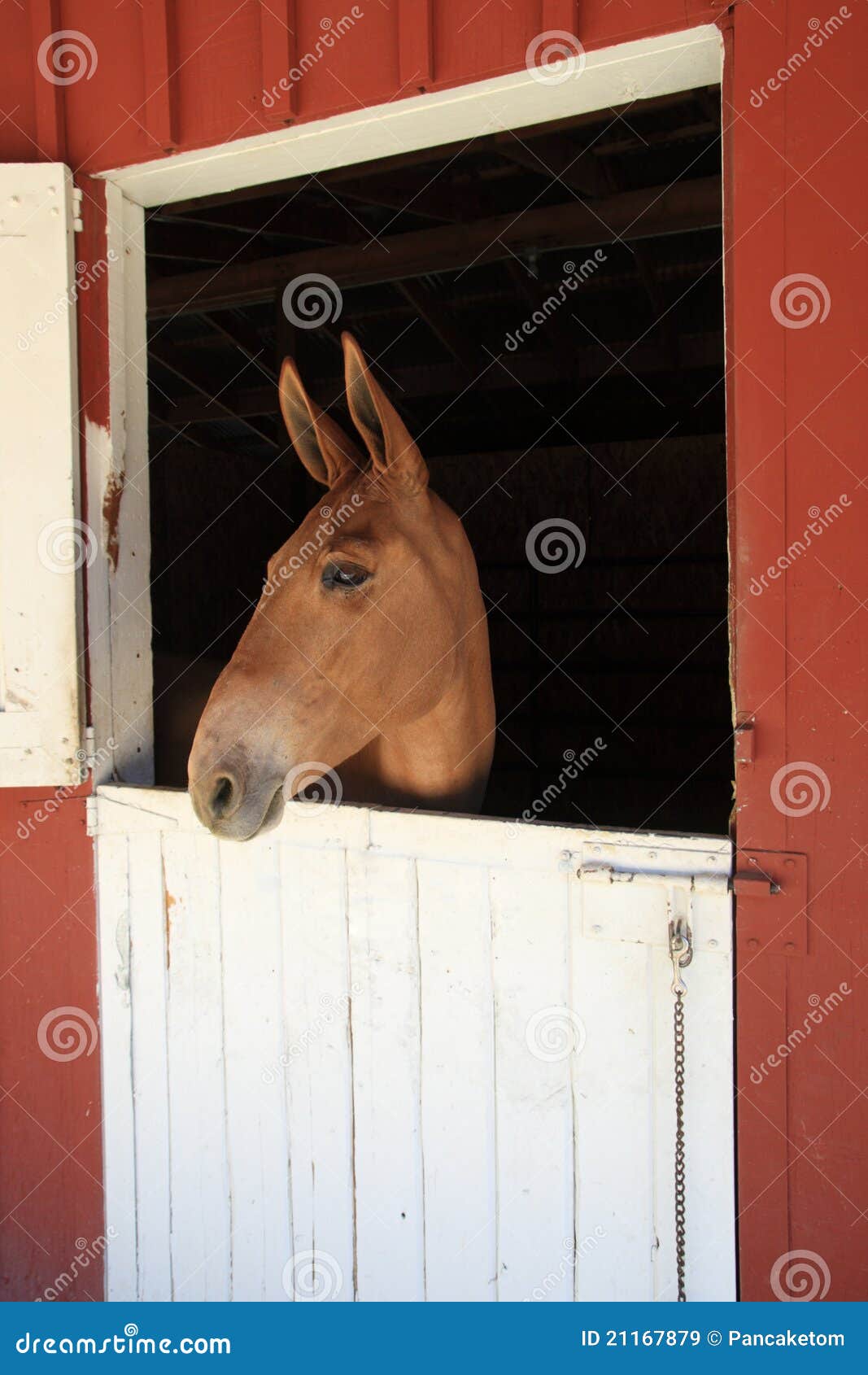 Mule head stock image. Image of head, dutch, white, mule - 21167879