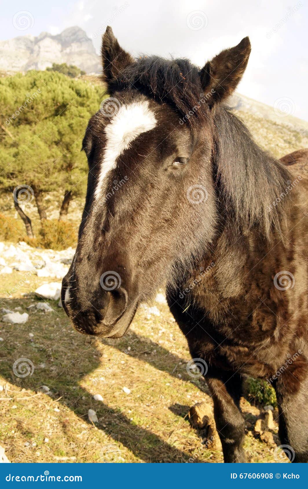 Mule Head in countryside. stock photo. Image of mule - 67606908