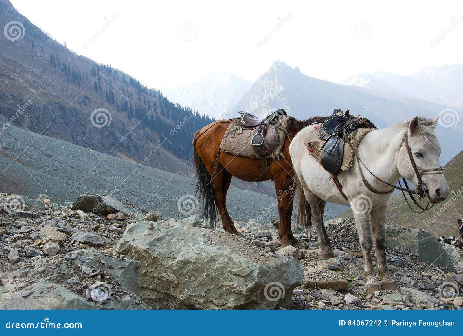 Mule at Himalaya Background Stock Photo - Image of mountains, mule ...