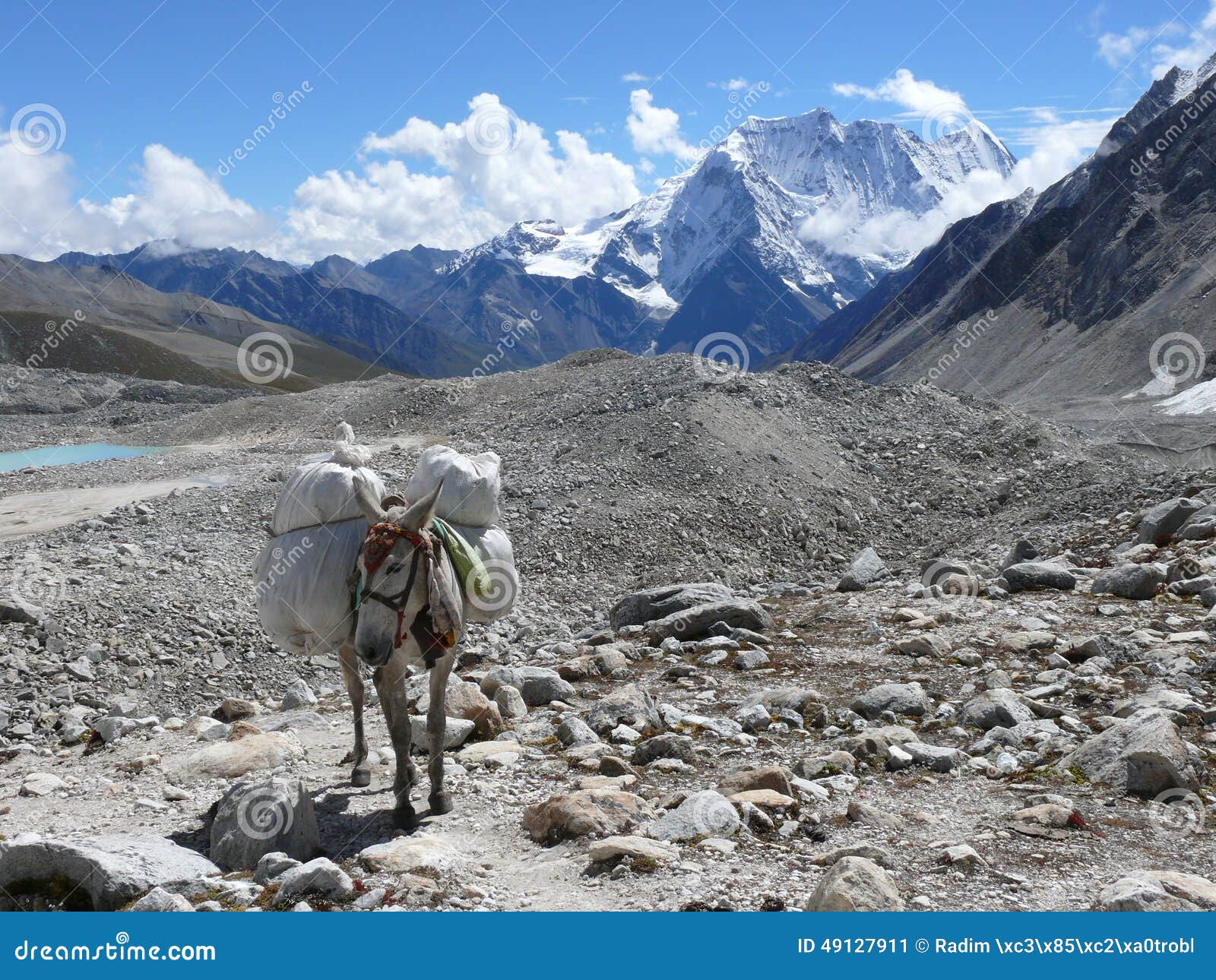 Glacier Mule Deer Stock Photography | CartoonDealer.com #195920978