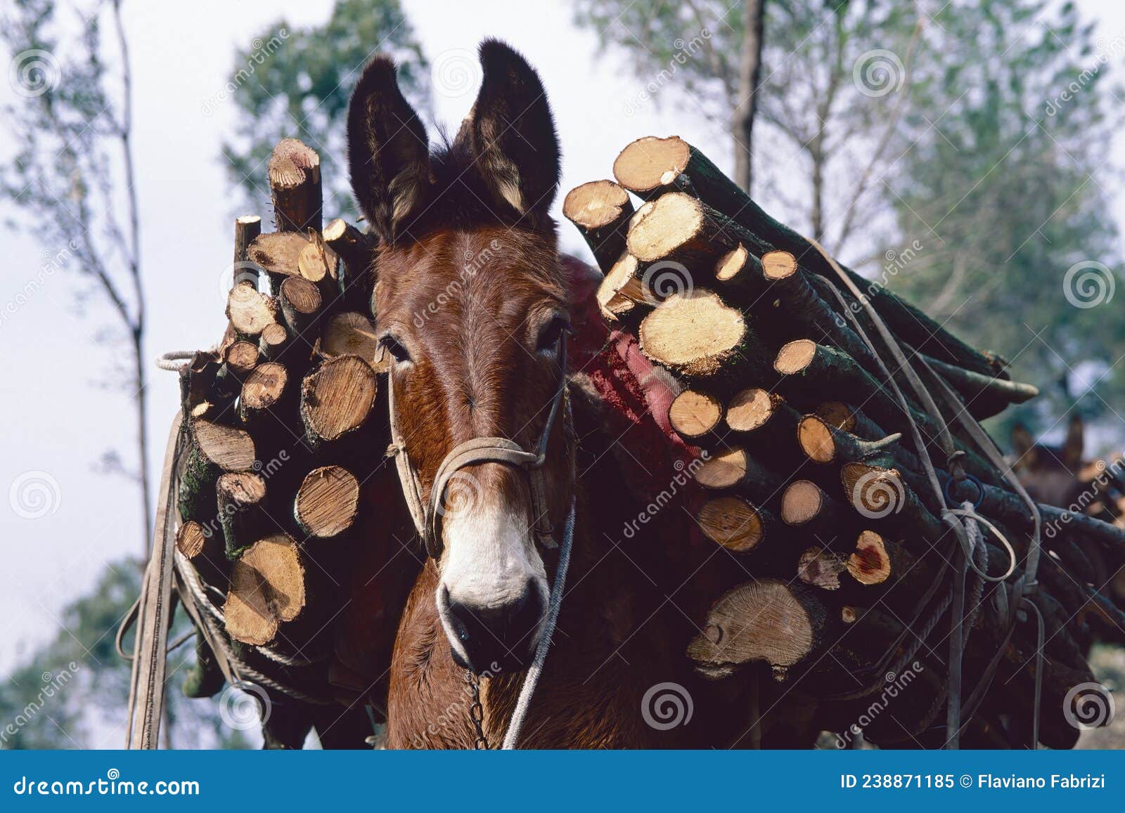 Mule with a load of timber stock image. Image of farm - 238871185