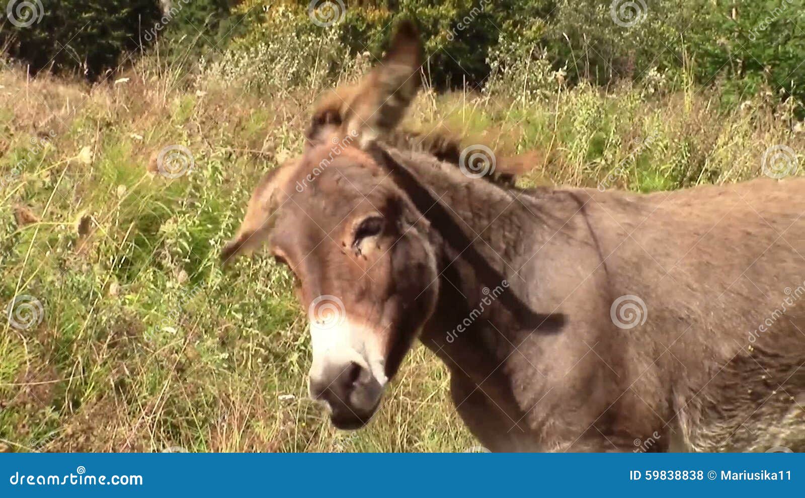 Mule Head Stock Footage & Videos - 105 Stock Videos