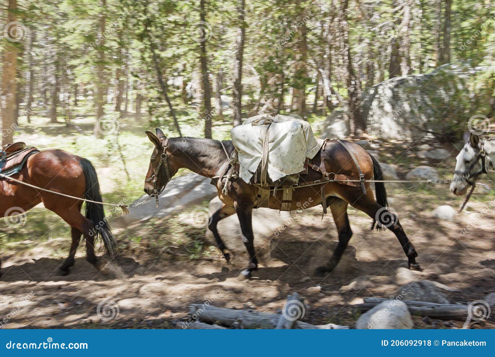 Mule Pack Train stock photo. Image of train, livestock - 206092918