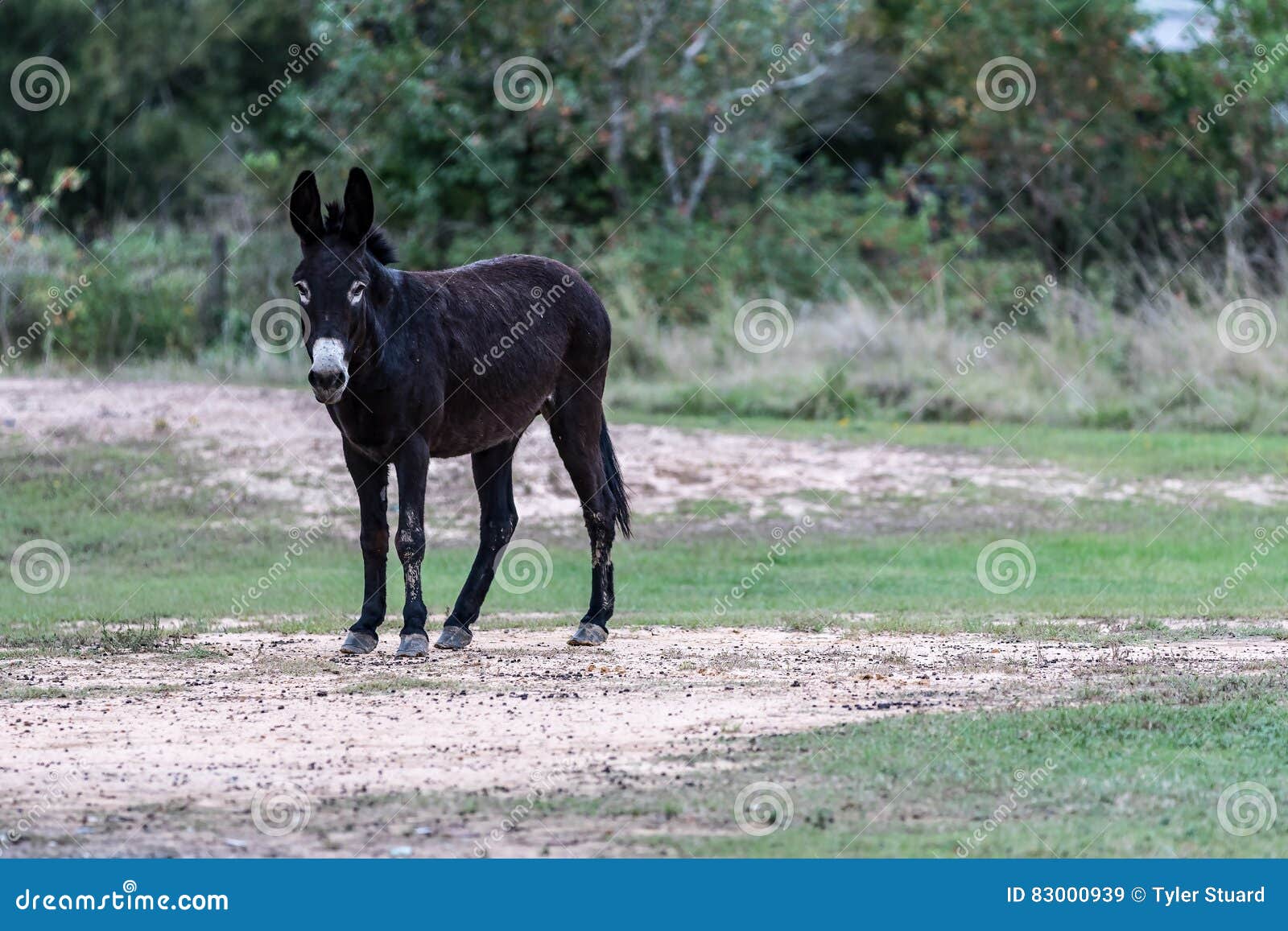 Mule Portrait stock image. Image of head, countryside - 83000939
