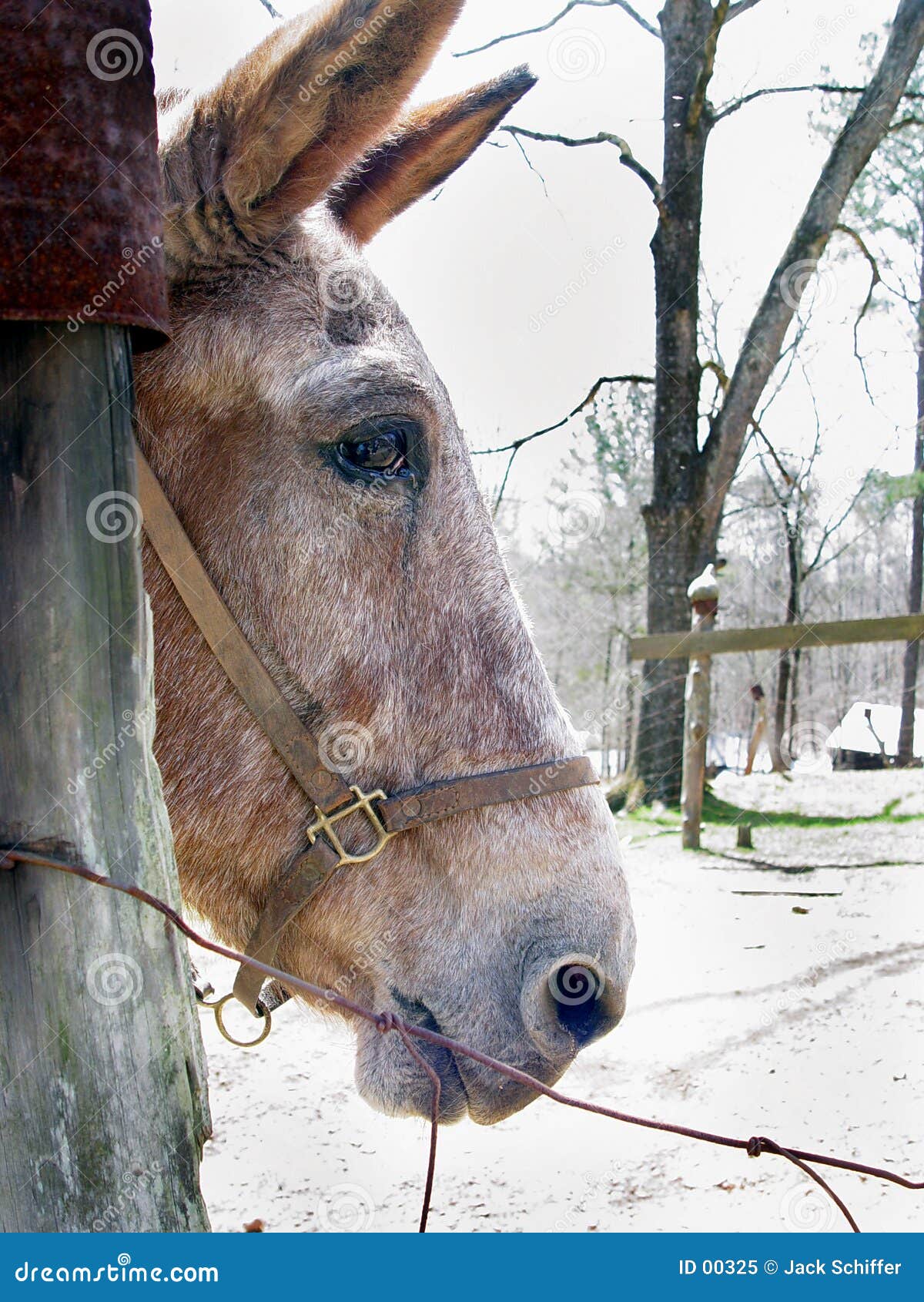 Mule Profile stock image. Image of crossbreed, mammal, head - 325