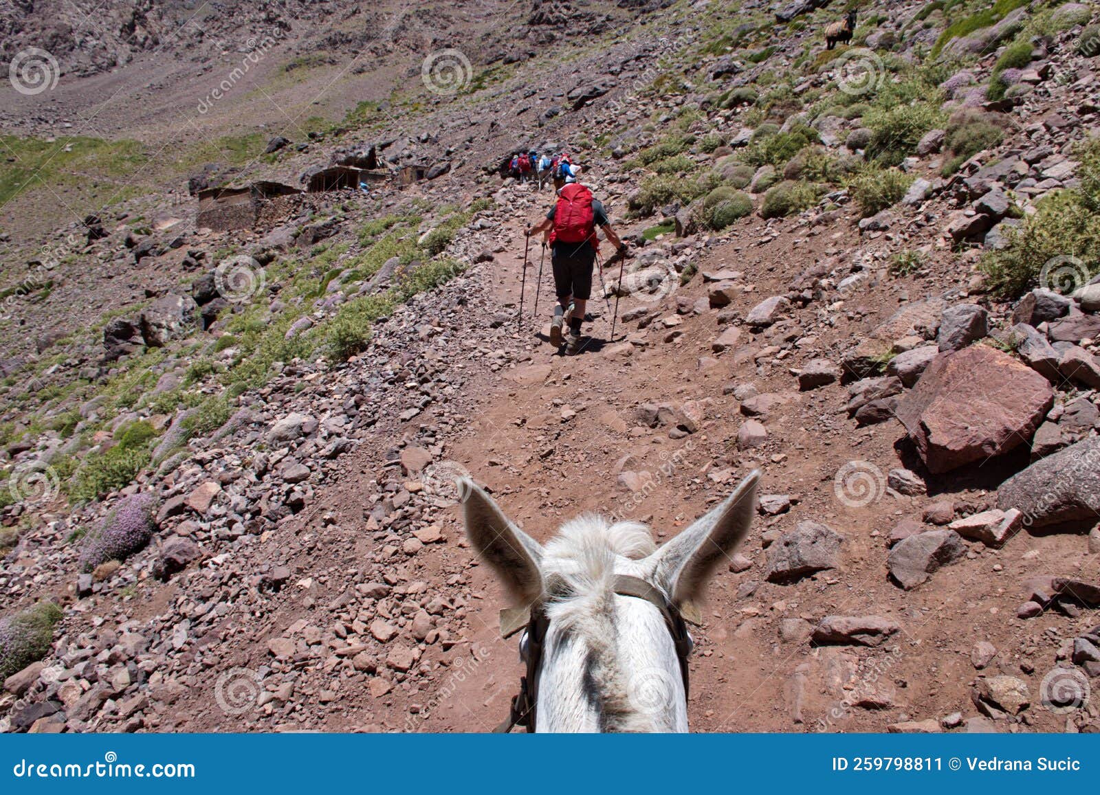 On the mule stock image. Image of rear, hiking, atlas - 259798811