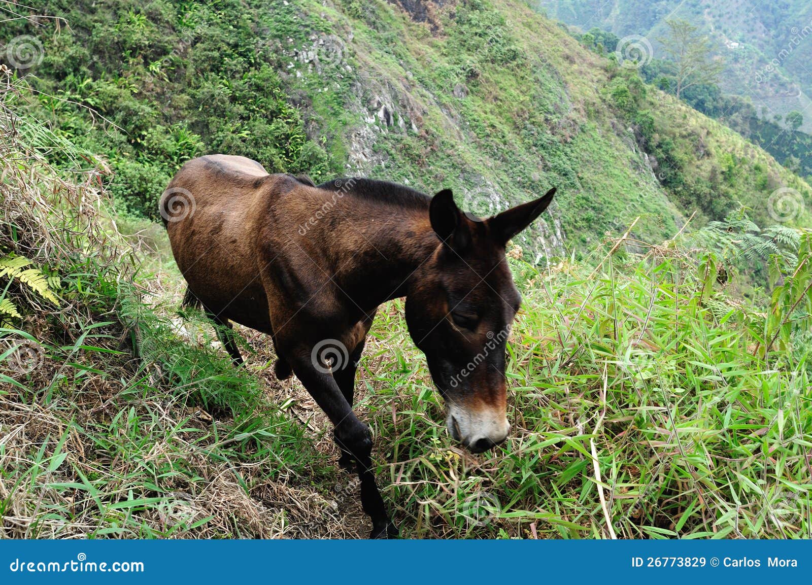 Mule .Road in Colombia stock image. Image of tropic, animal - 26773829