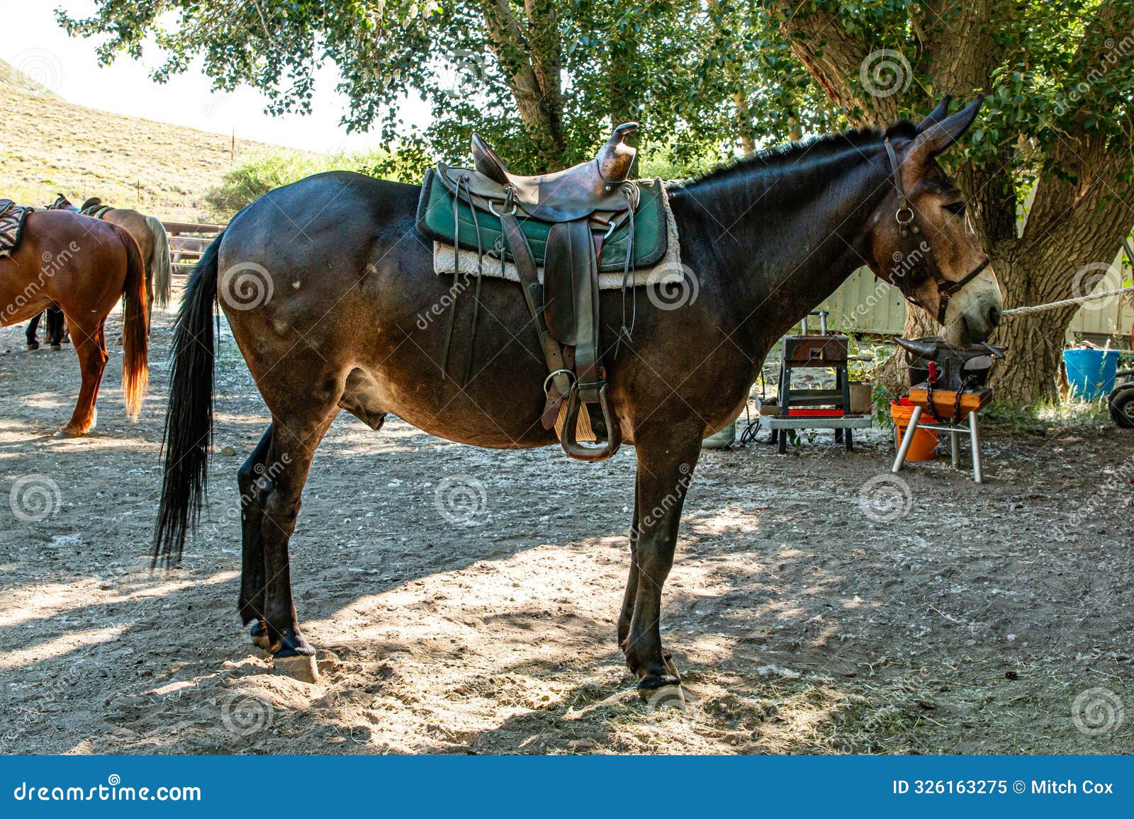 Mule with Saddle stock image. Image of horn, mule, west - 326163275