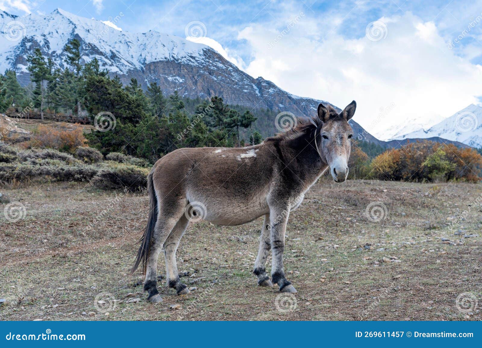 Mule Staring at the Camera Standing in the Field Stock Image - Image of ...