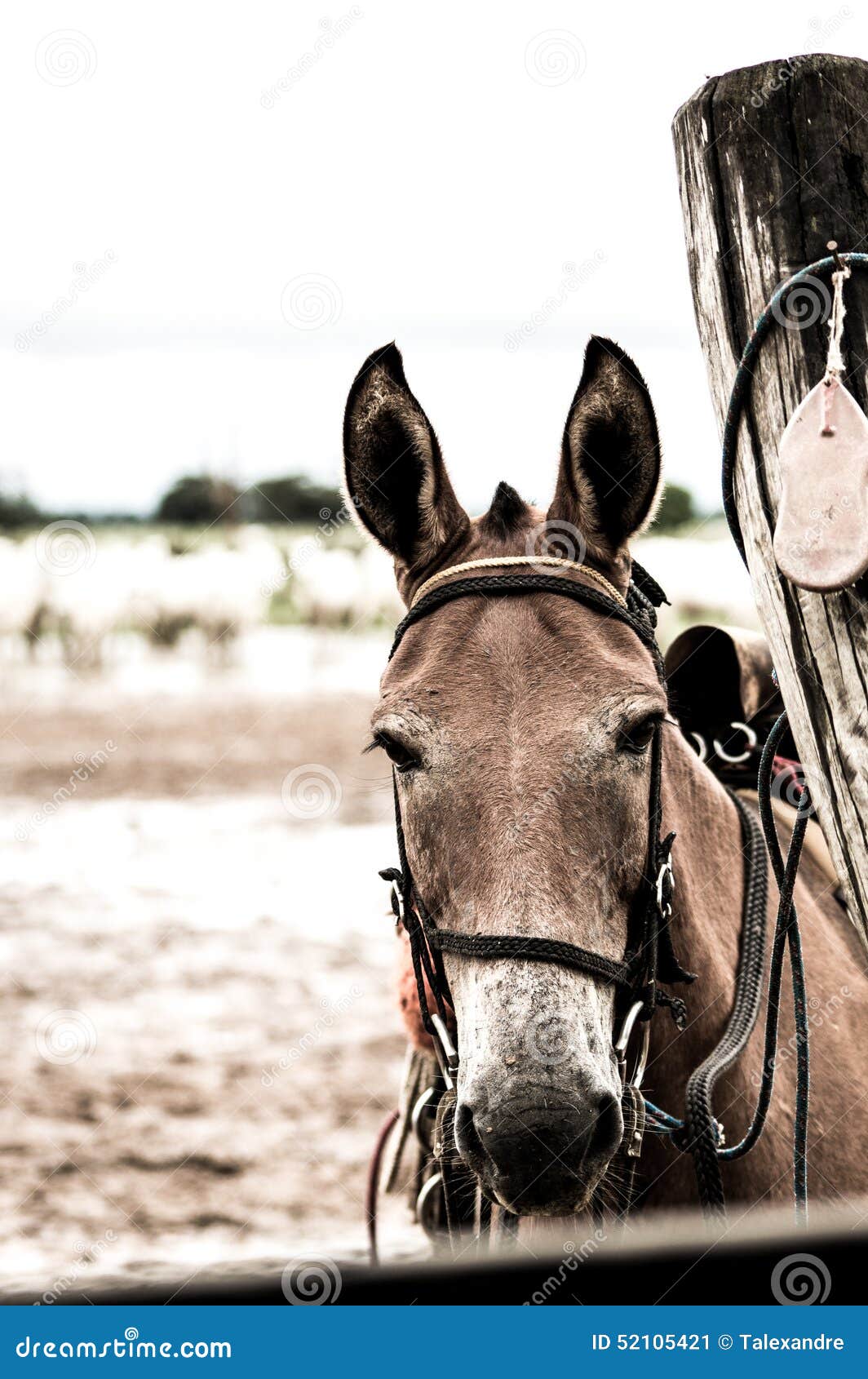 Mule stock image. Image of farm, water, green, dirty - 52105421