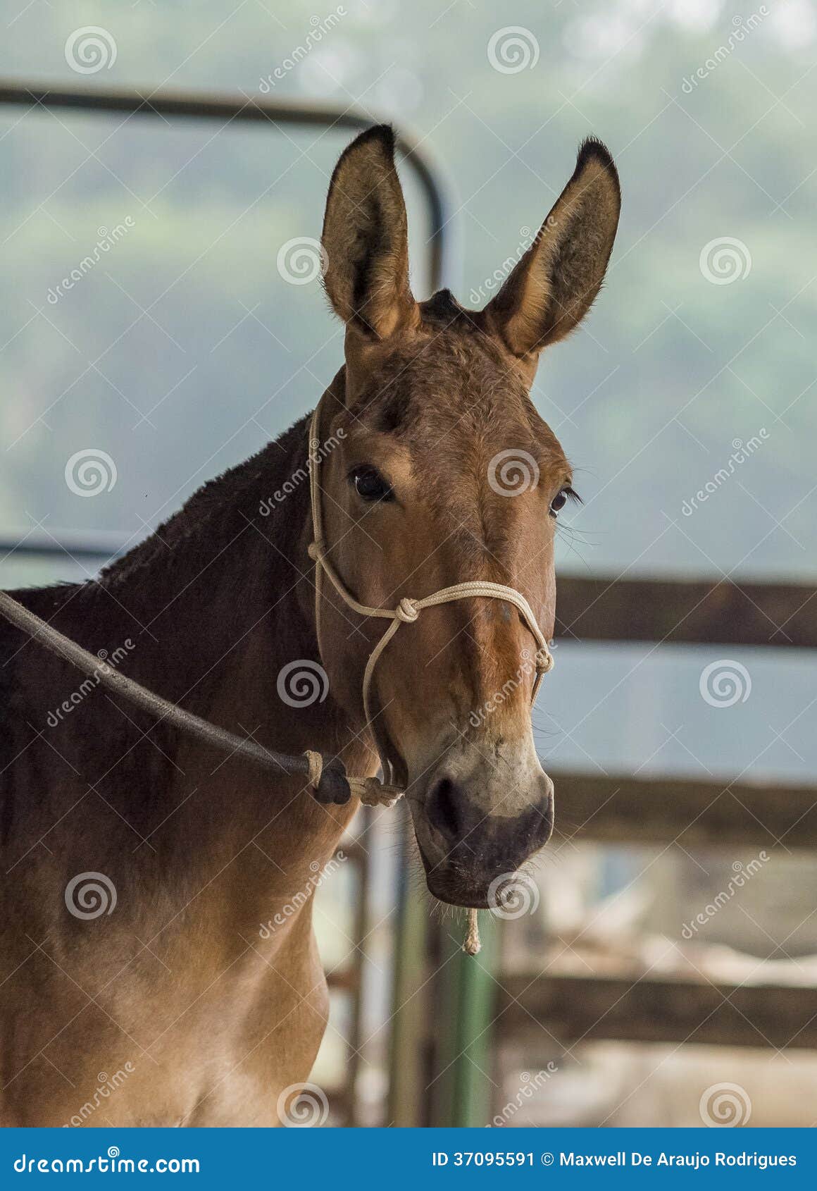 Mule stock image. Image of agriculture, colt, farmland - 37095591
