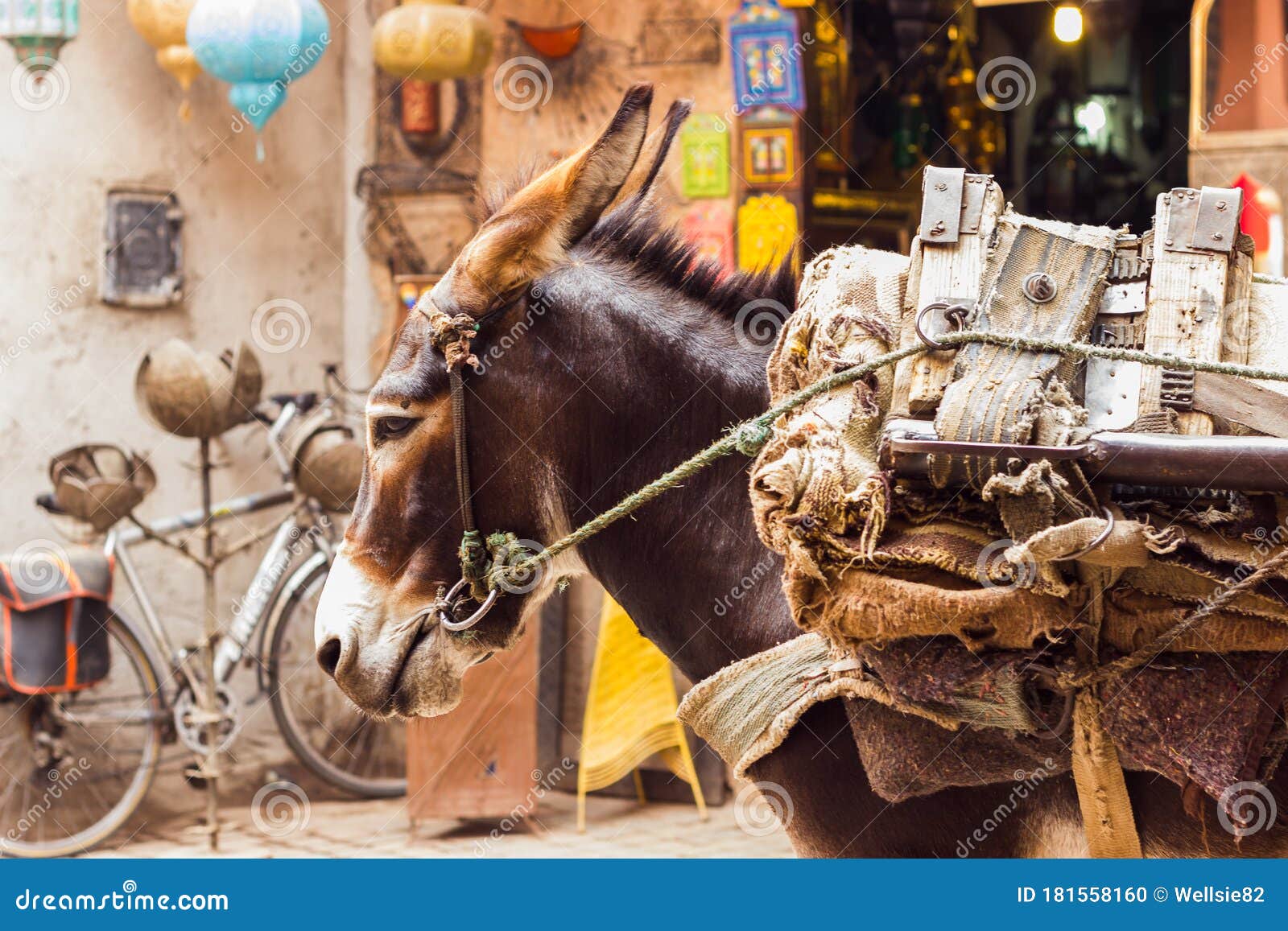 Mule tired up in Marrakesh stock photo. Image of goods - 181558160