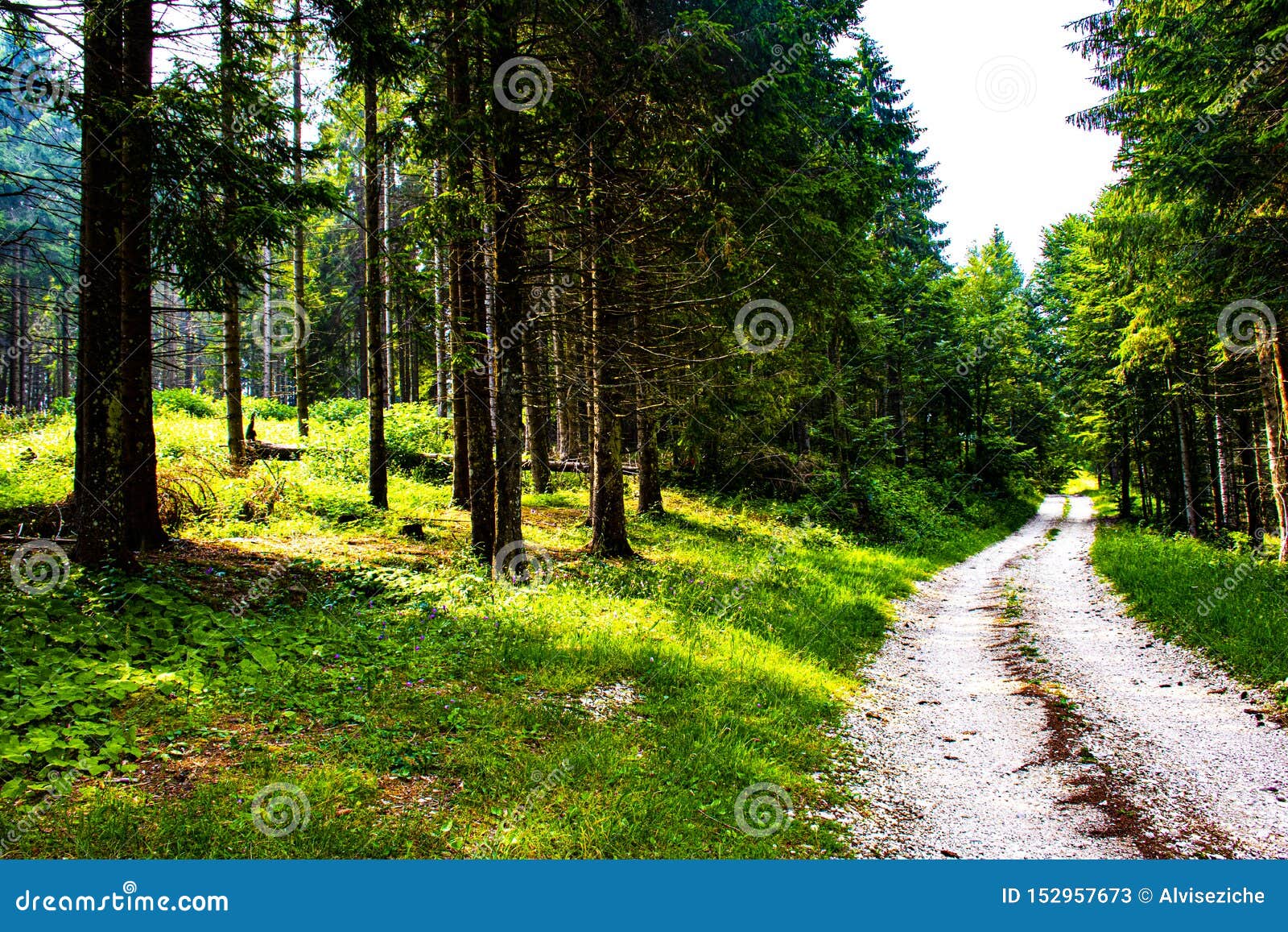 Mule Track among the Asiago Pines Stock Image - Image of alps, clouds ...