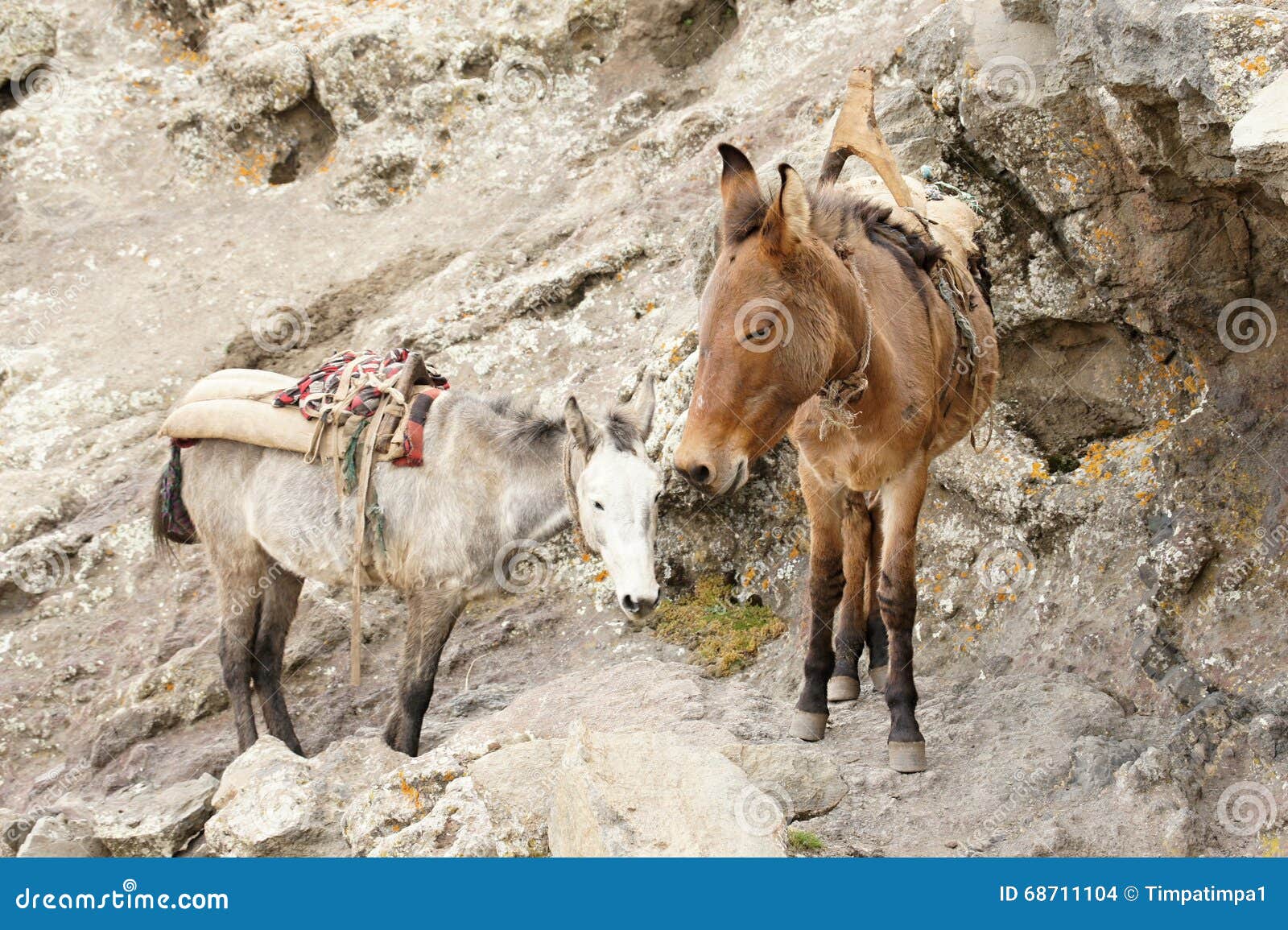 Mule on Trail Trough Bwahit Pass, Simien Mountains Stock Photo - Image ...
