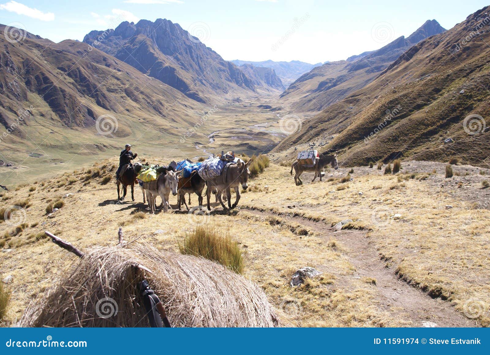 Mule Train Carries Loads Editorial Image | CartoonDealer.com #11591974