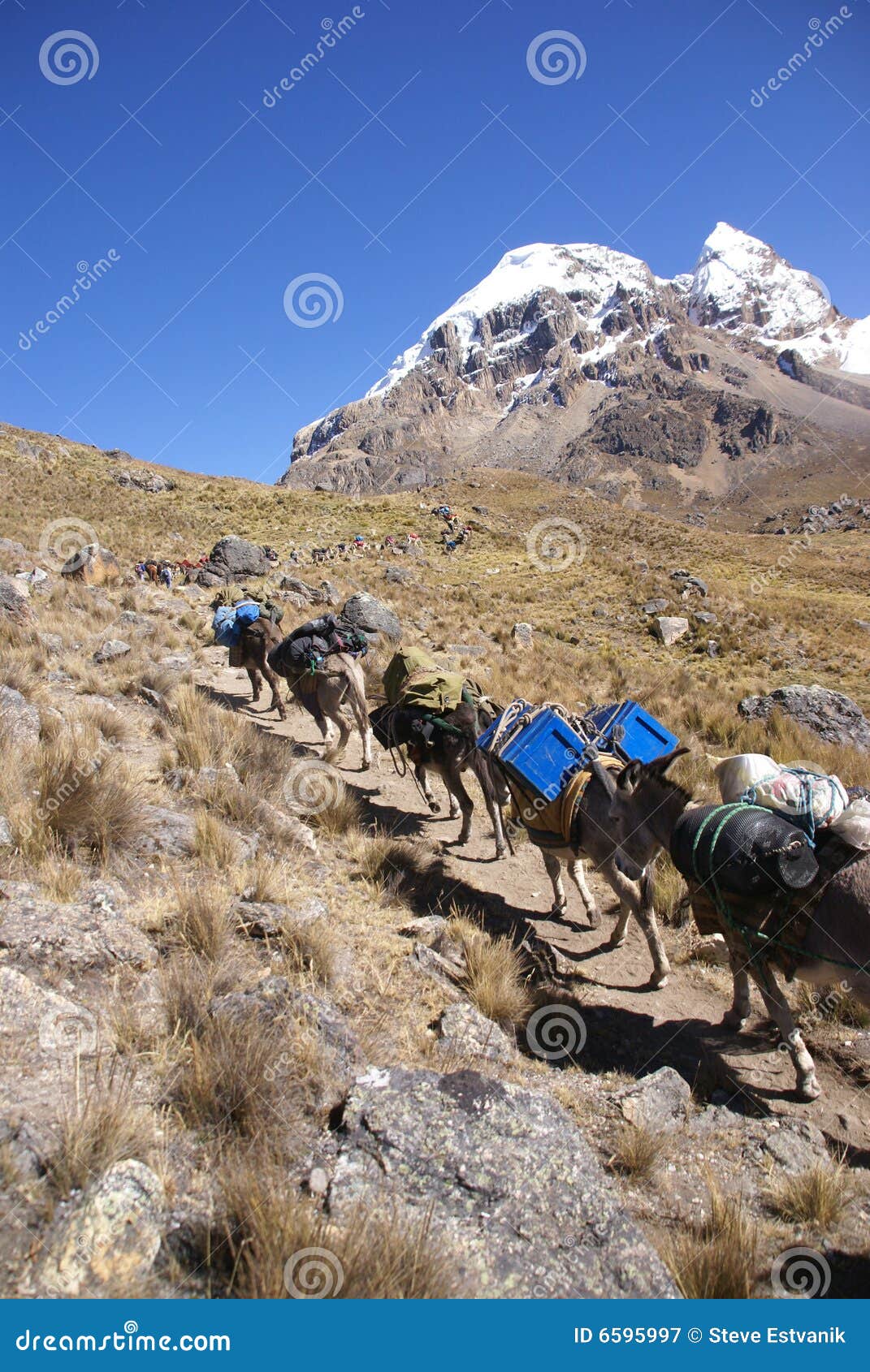 Mule train, carrying loads stock image. Image of mountains - 6595997