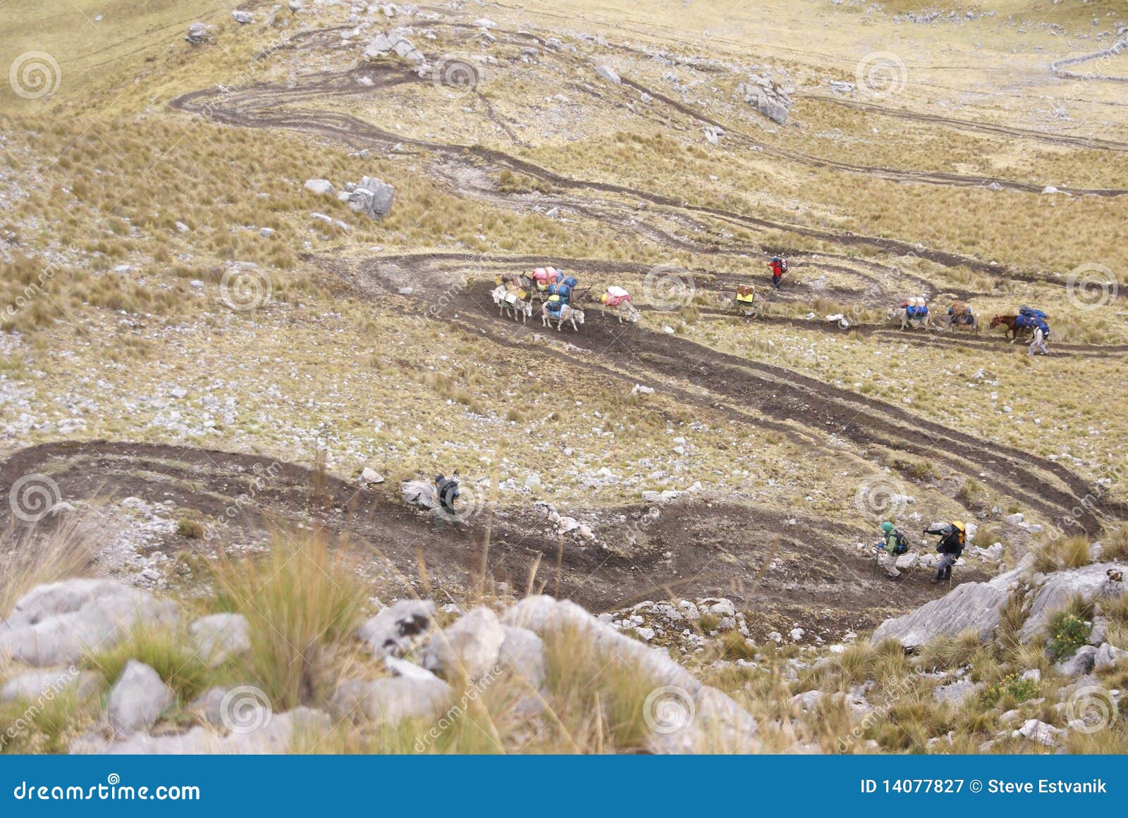 Mule Train, Carrying Loads in High Mountains Stock Image - Image of ...