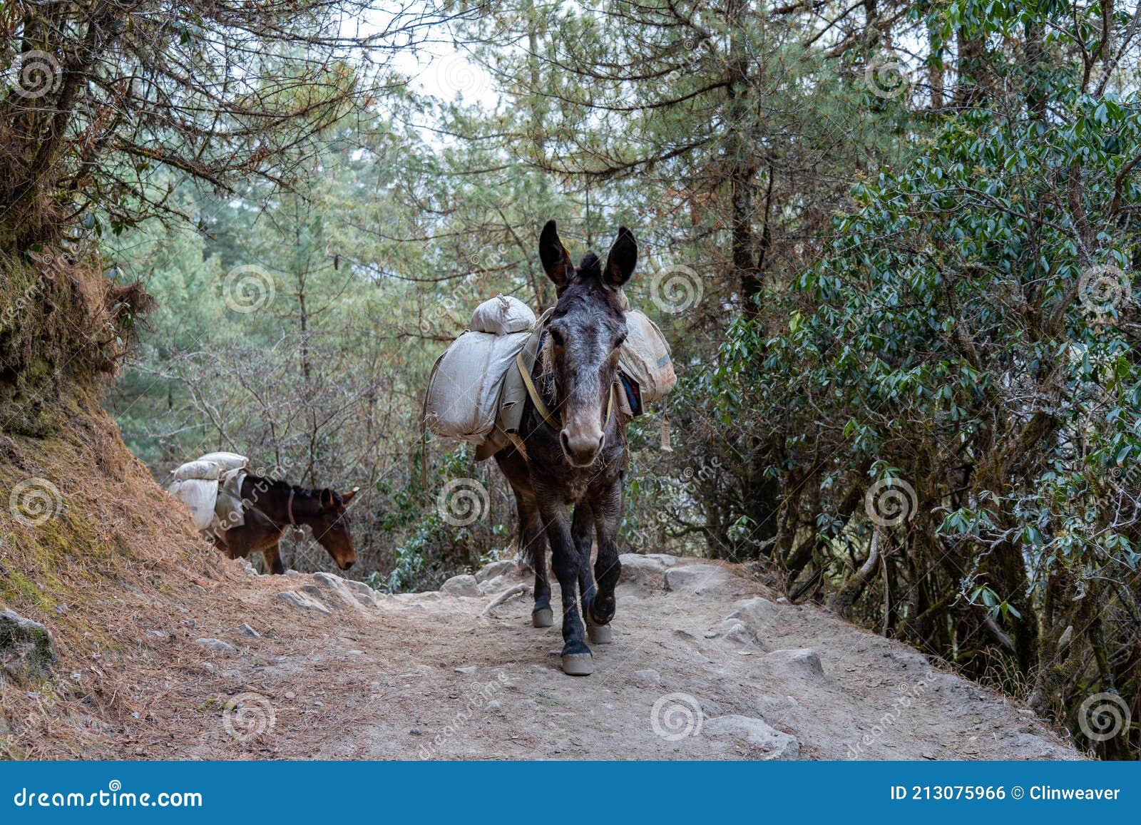 Mule Train in the Himalayan Mountains Stock Photo - Image of nature ...