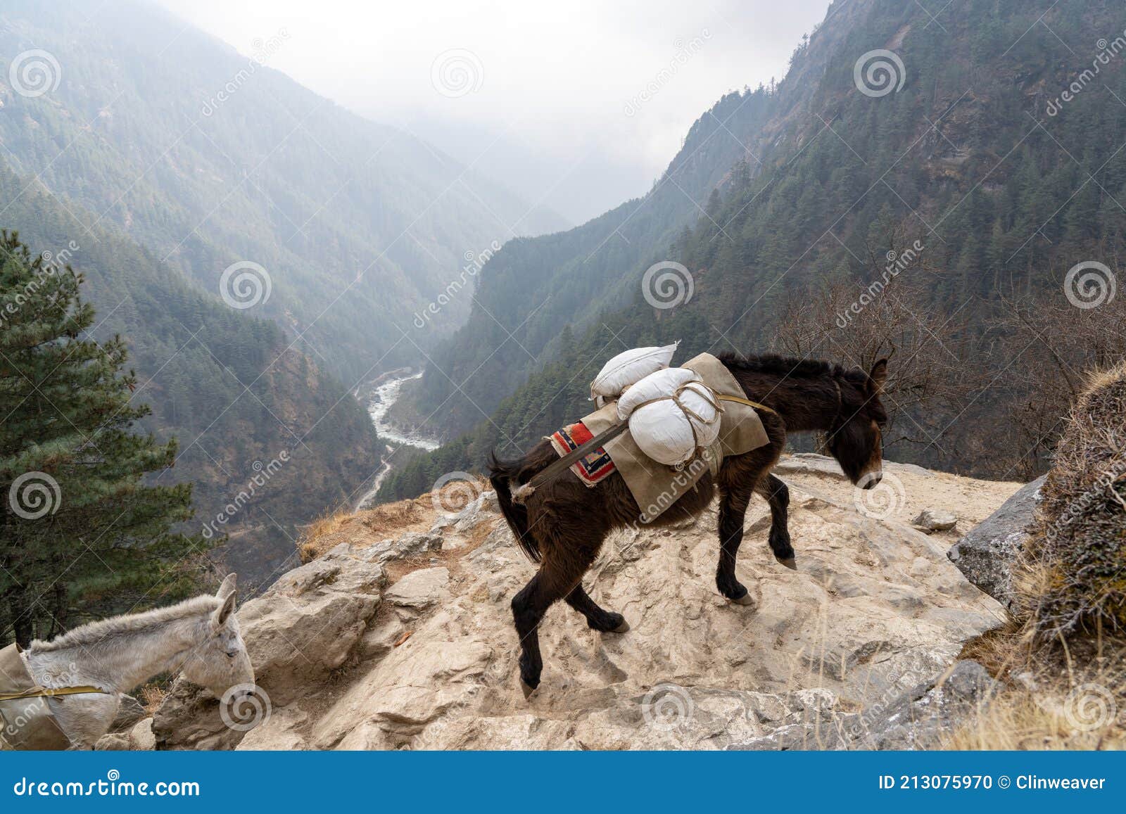 Mule Train in the Himalayan Mountains Stock Photo - Image of donkey ...