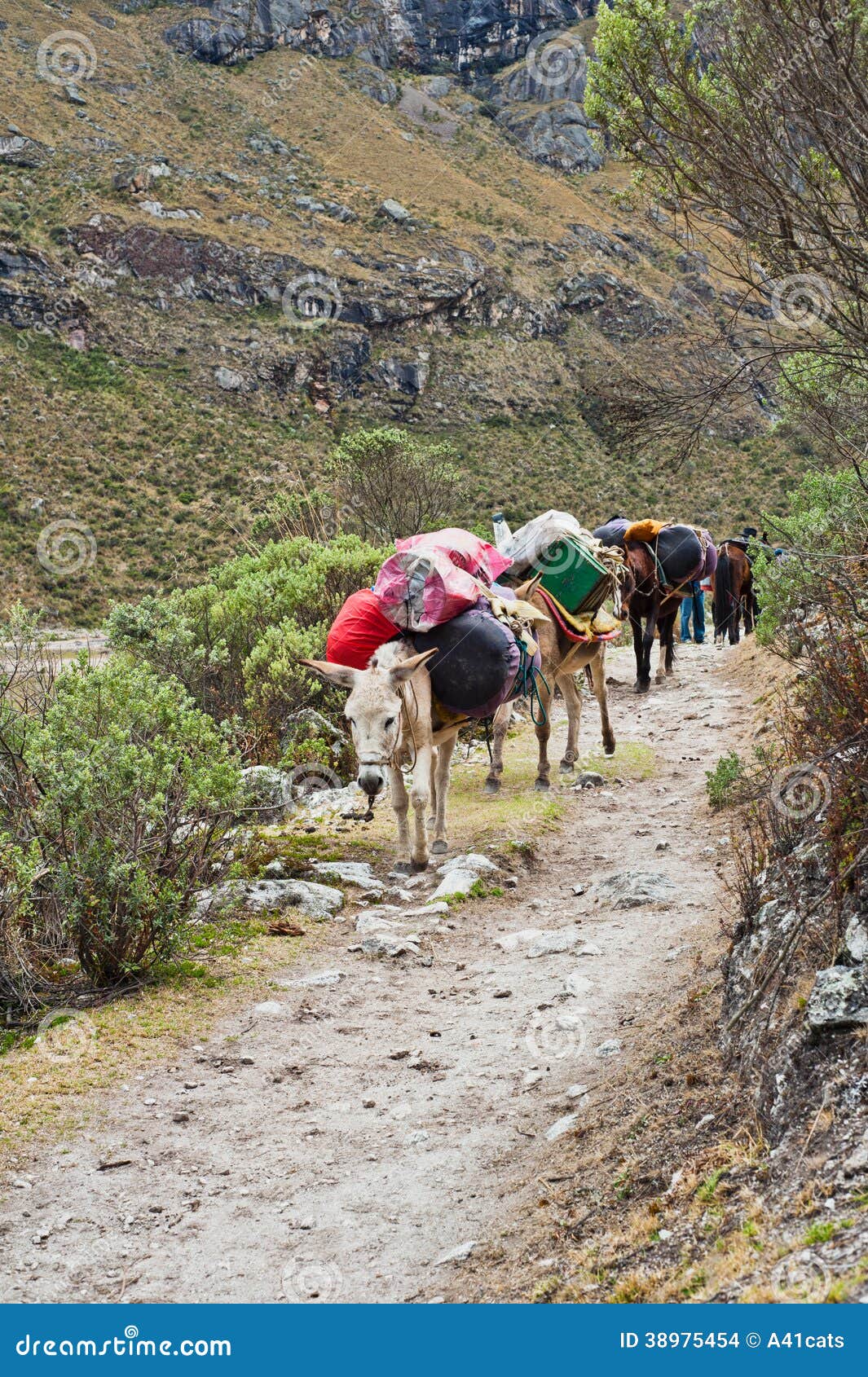 Mule train stock photo. Image of summer, vacation, mule - 38975454