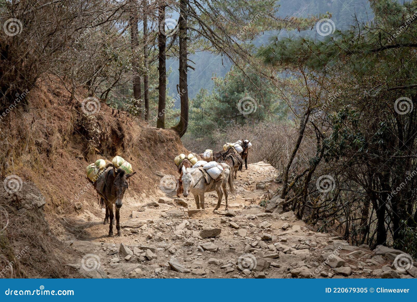 Mule Train Stock Photography | CartoonDealer.com #99302