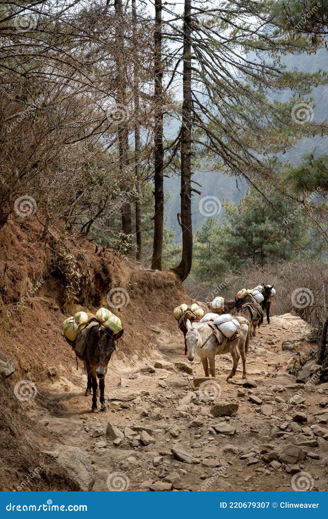 Mule Train Stock Photography | CartoonDealer.com #99302