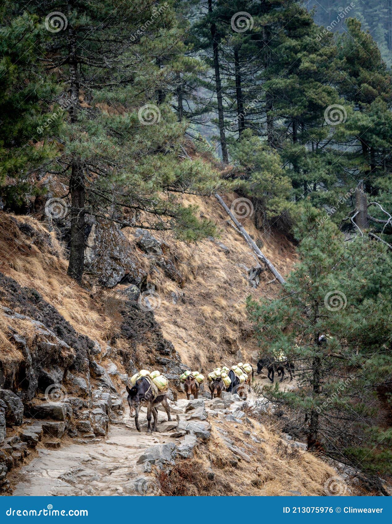 Mule Train on the Train stock photo. Image of single - 213075976