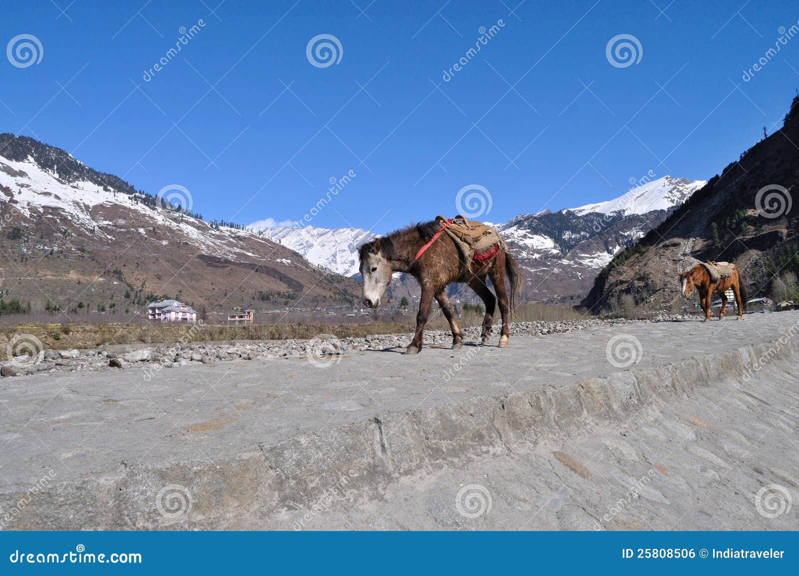 Mule Walk in Mountain. stock photo. Image of landscape - 25808506