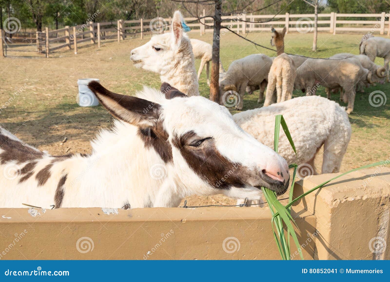 Mule White Brown Cute Eating Grass Stock Image - Image of mammal, brown ...