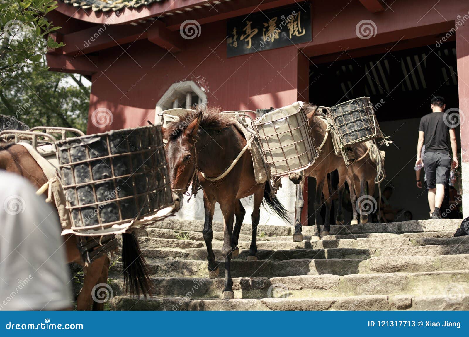 Mules editorial stock photo. Image of transport, animals - 121317713