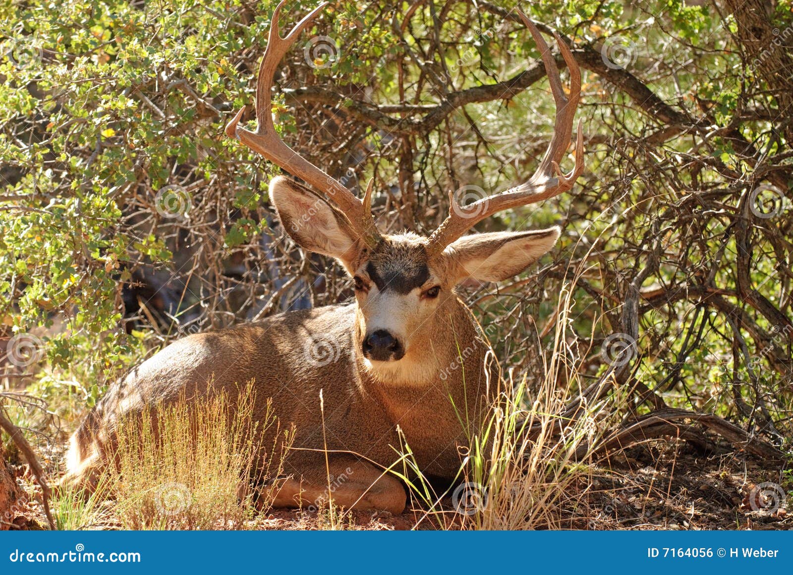 Muledeer Buck stock photo. Image of stag, resting, male - 7164056