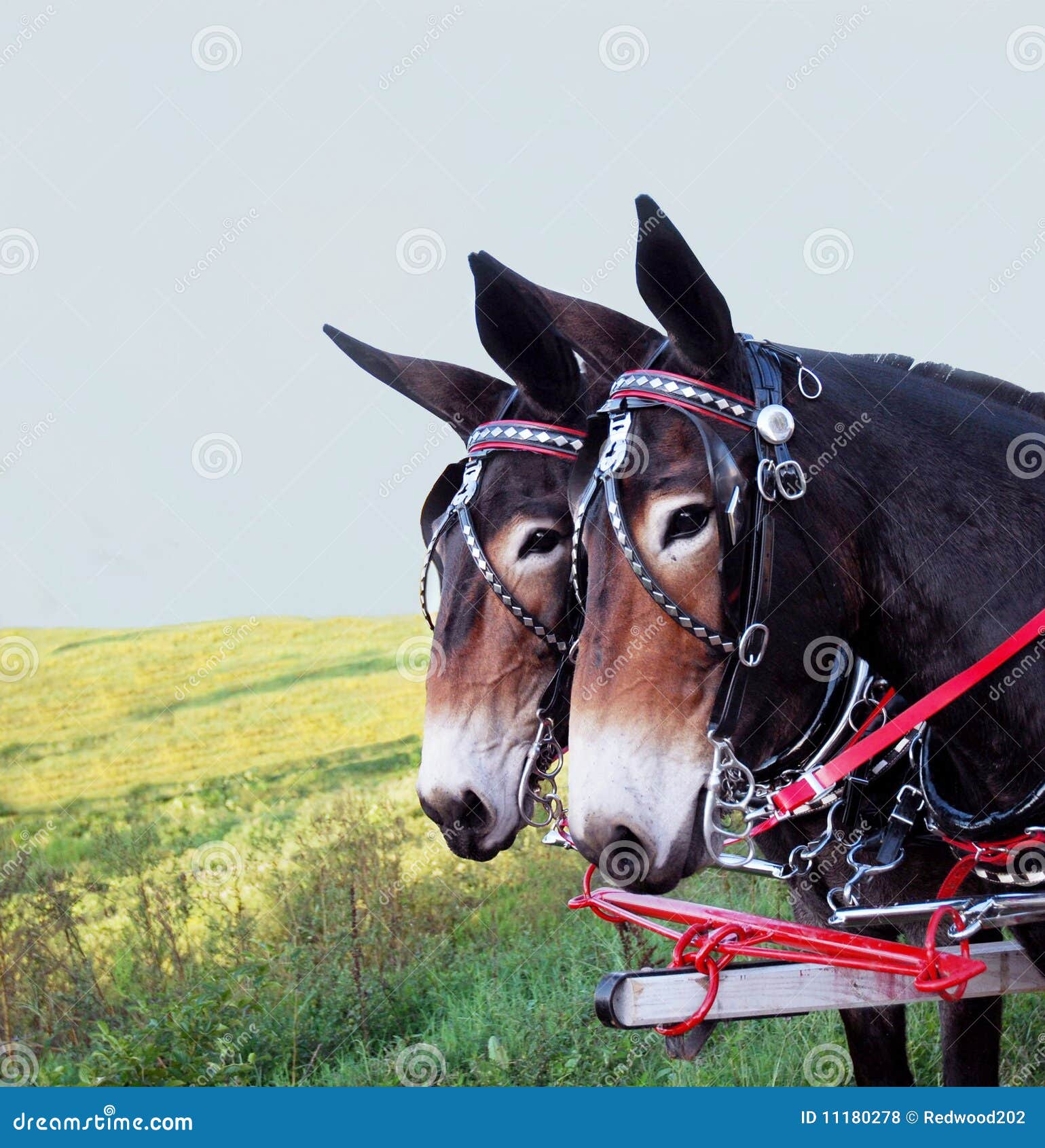 Mules stock photo. Image of white, closeup, field, nature - 11180278