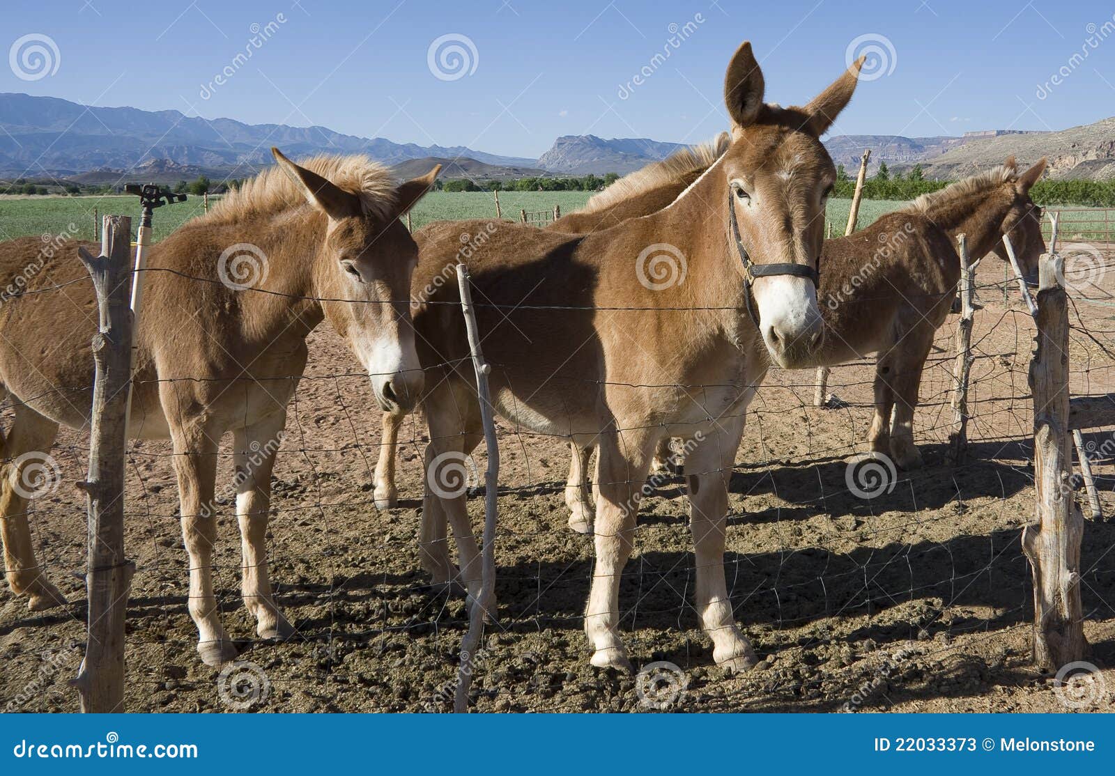 Mules stock image. Image of wire, males, hybrid, blue - 22033373