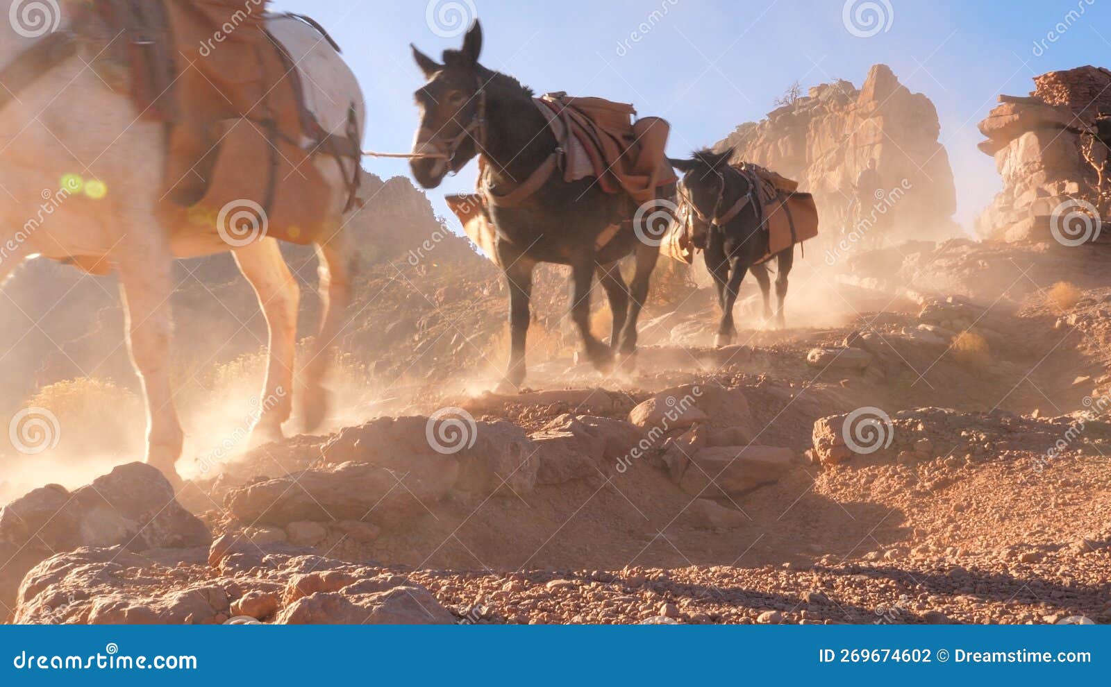 Mules on a Cliff at Grand Canyon Stock Photo - Image of mane, cliff ...