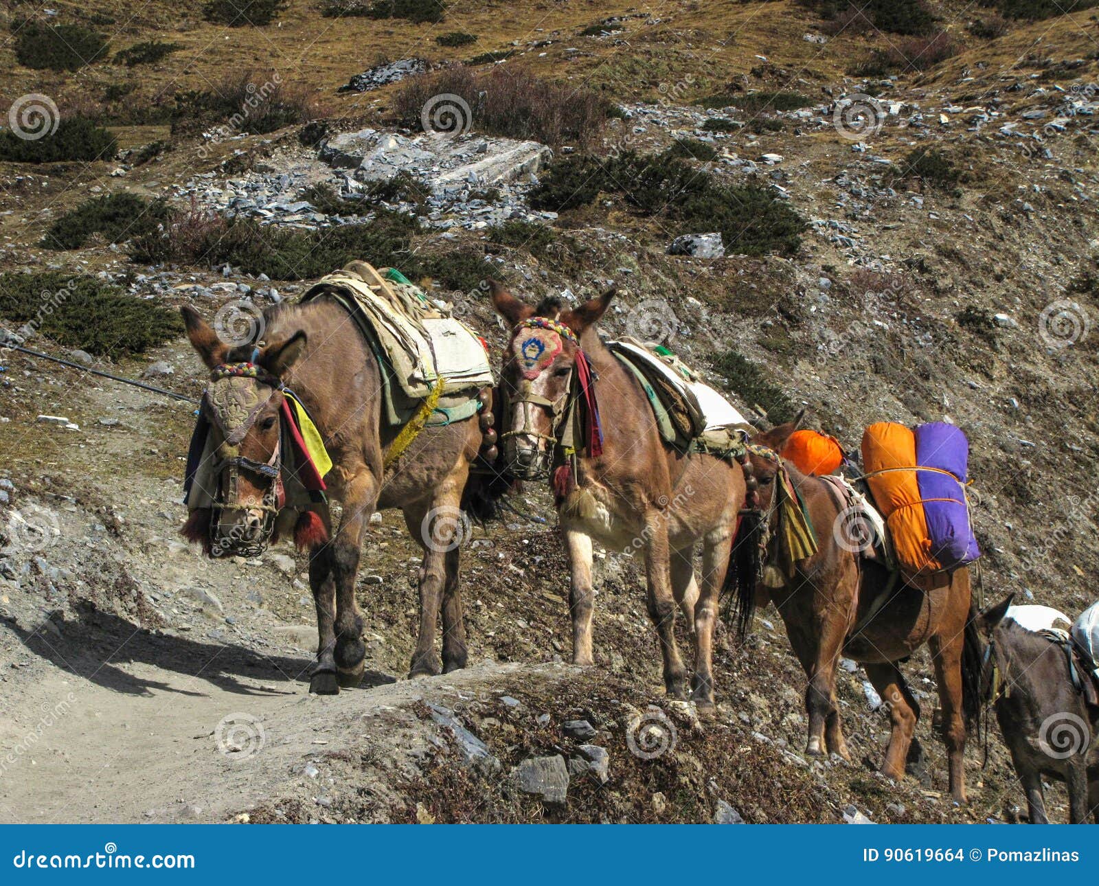 Mules is the only Freight Transport in the Himalayas Stock Photo ...