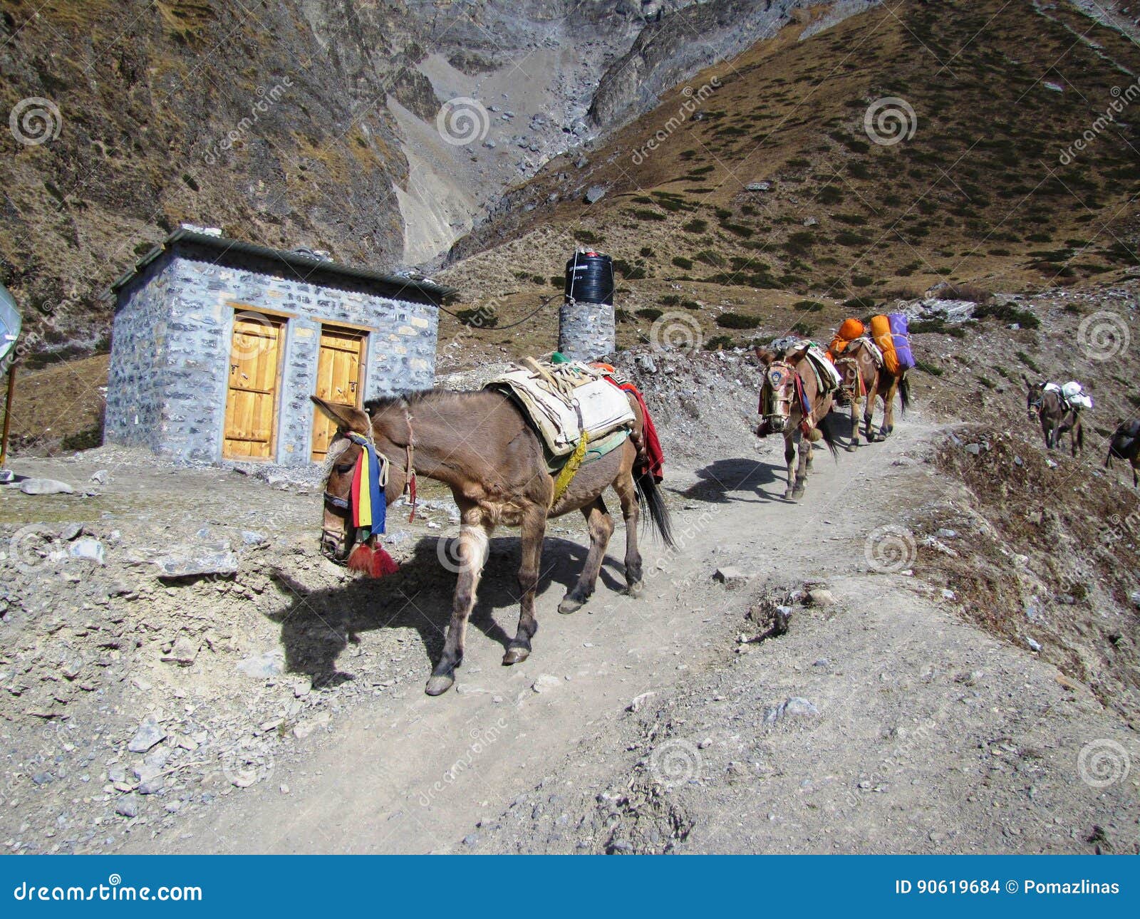 Mules is the only Freight Transport in the Himalayas Stock Photo ...