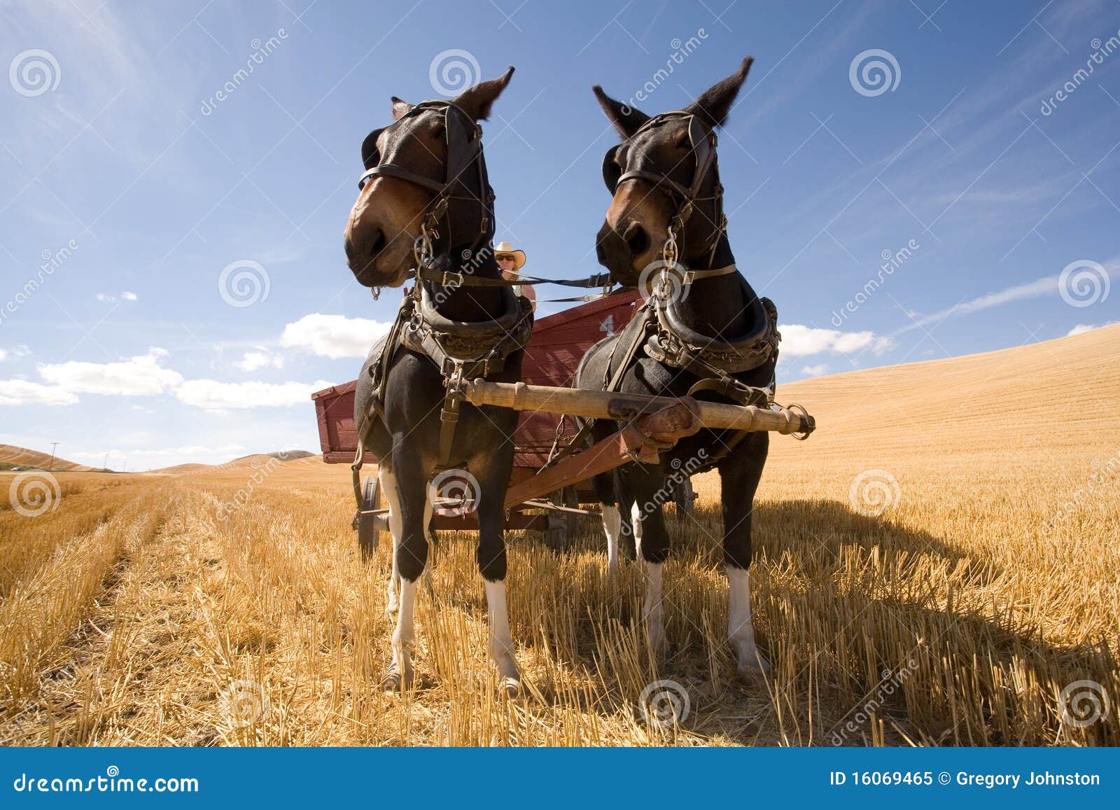 Mules pull a hay wagon editorial image. Image of retro - 16069465
