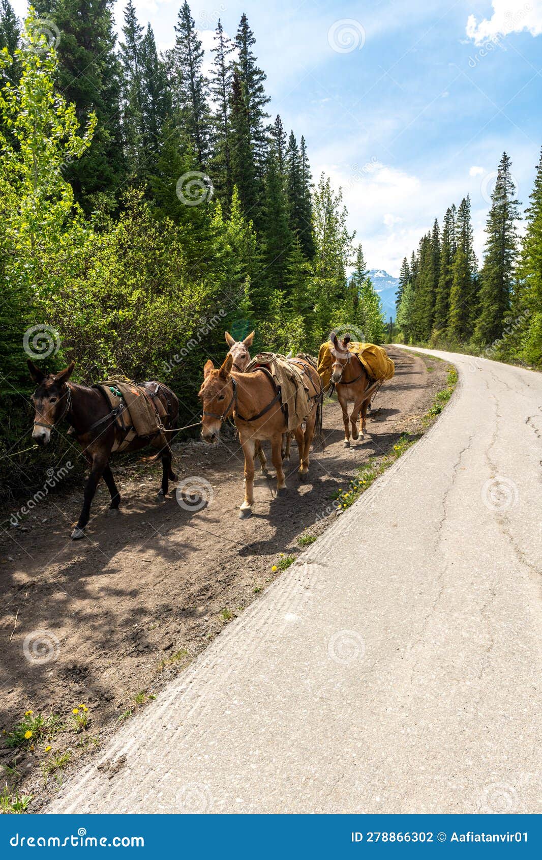 Mules with Saddles on a Roadside with Surrounding Trees in Banff Canada ...